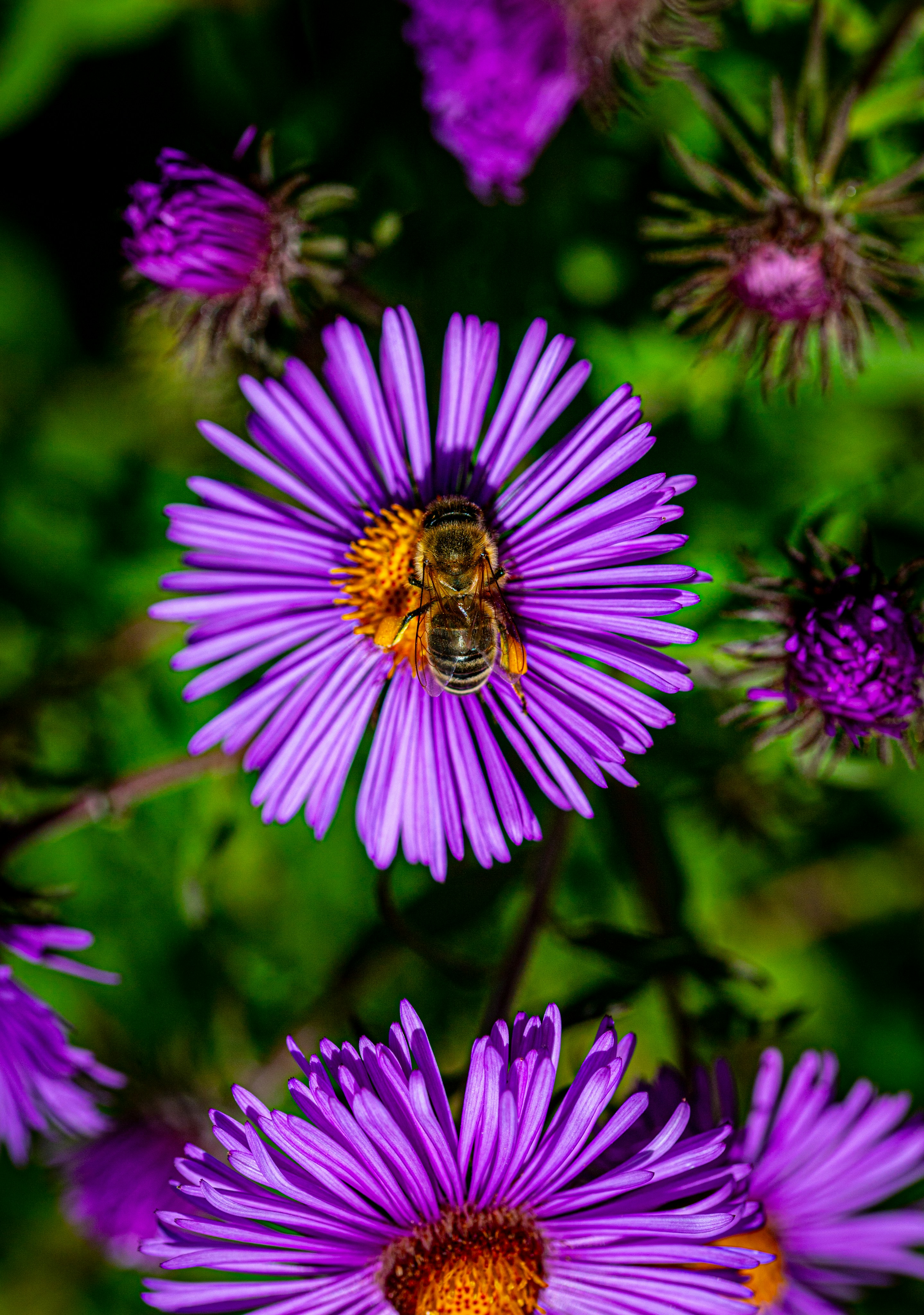 Bee on a Violet Blossom: Center Stage in Spring Bloom