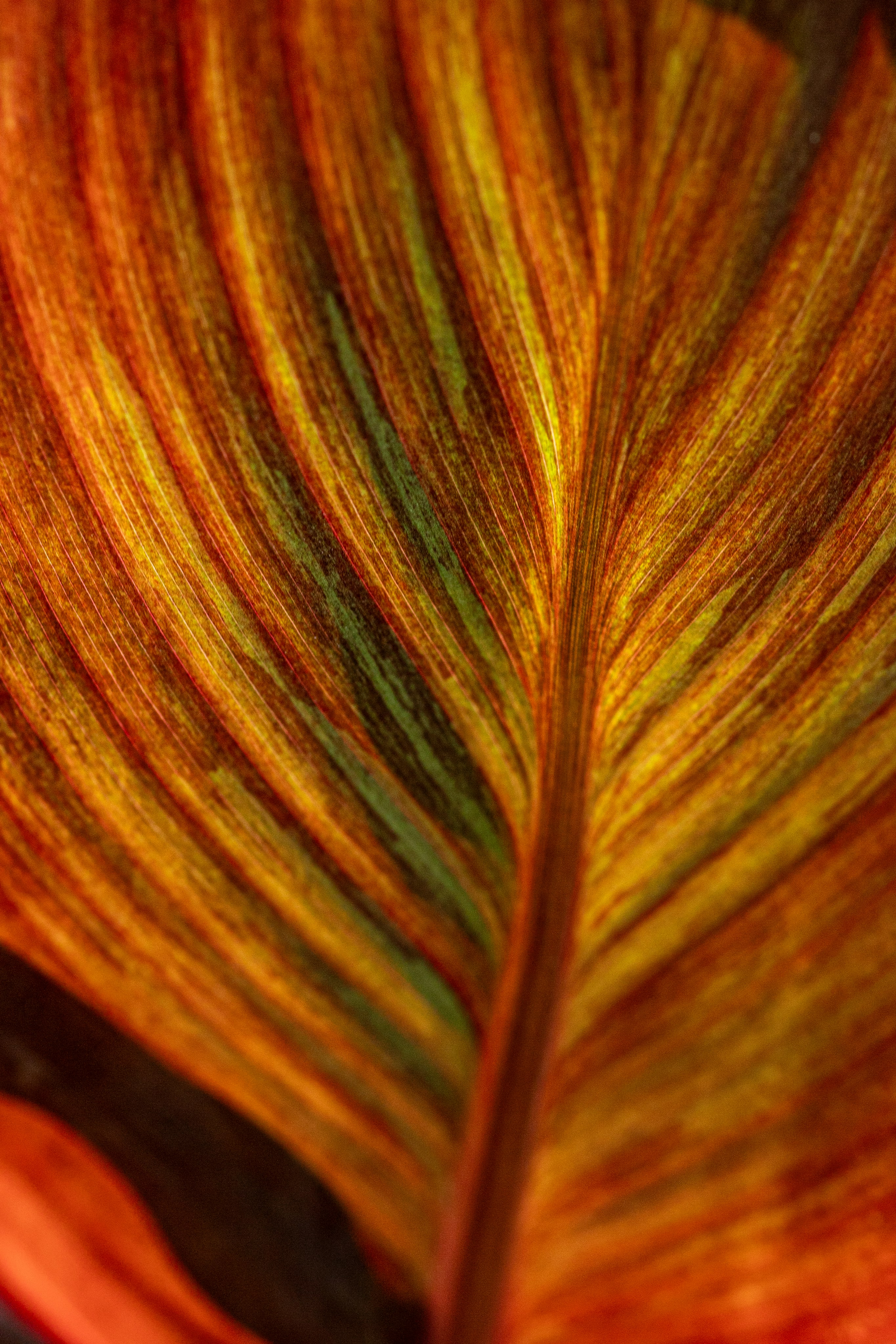 Autumn Stripes: A Macro Portrait of a Leaf Vein