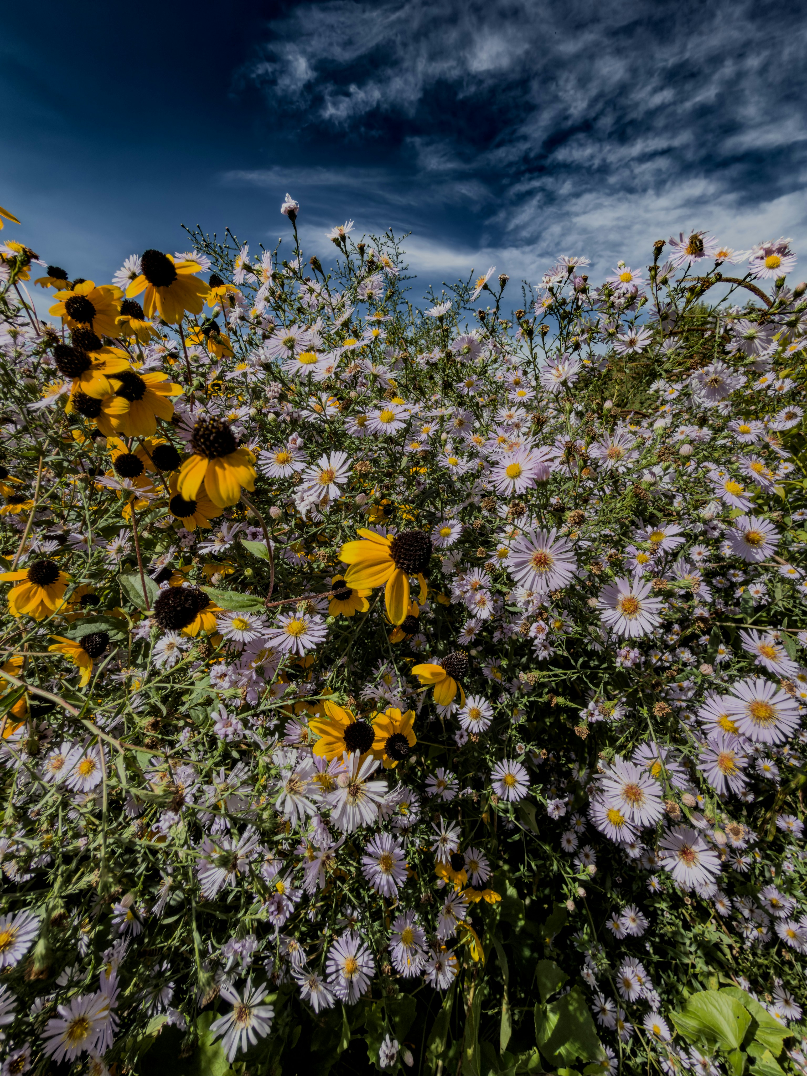 Sunlit Meadow in Bloom: Yellow Black-Eyed Susans Among White Daisies