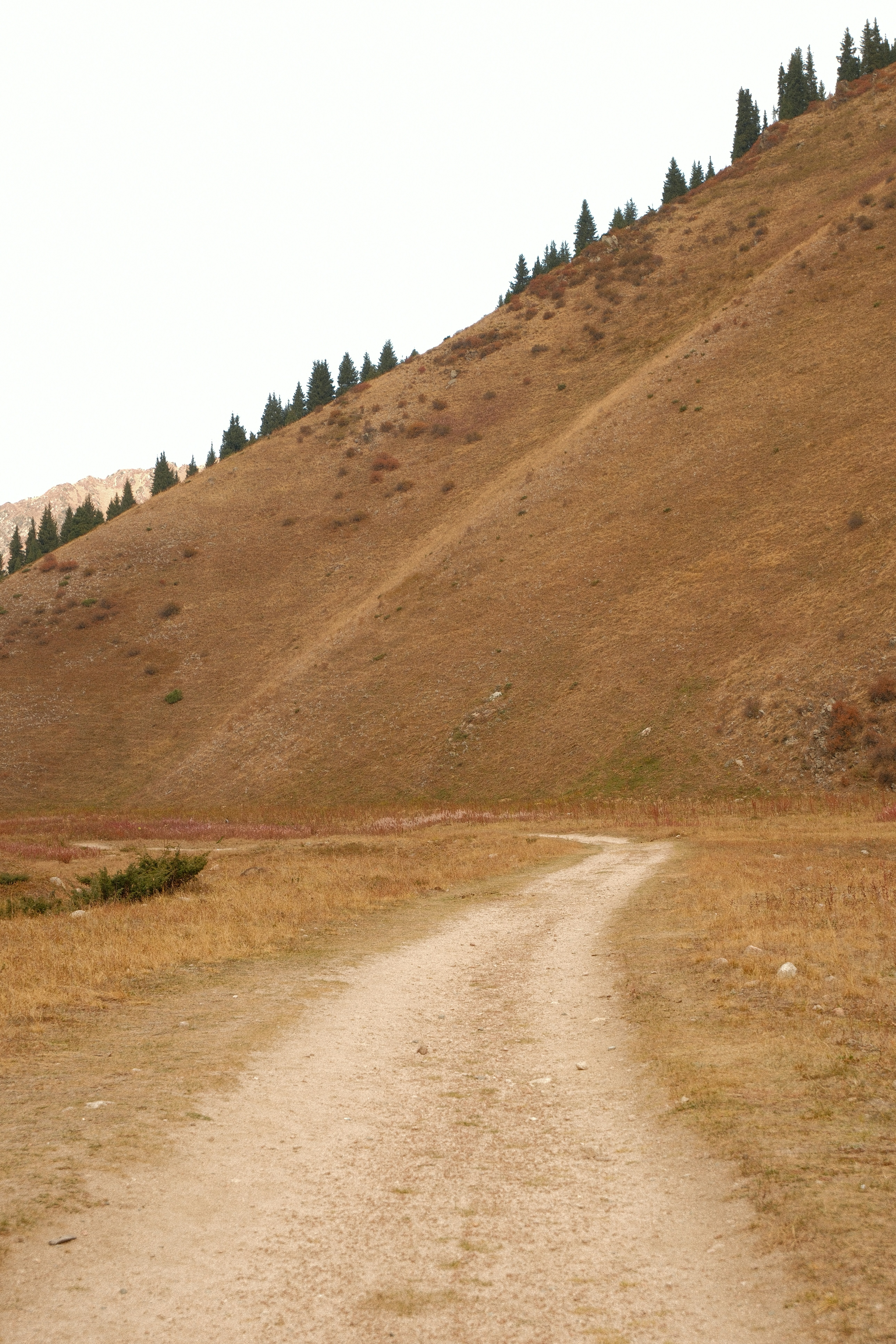A Wind-Worn Path Carves Through a Golden Hill
