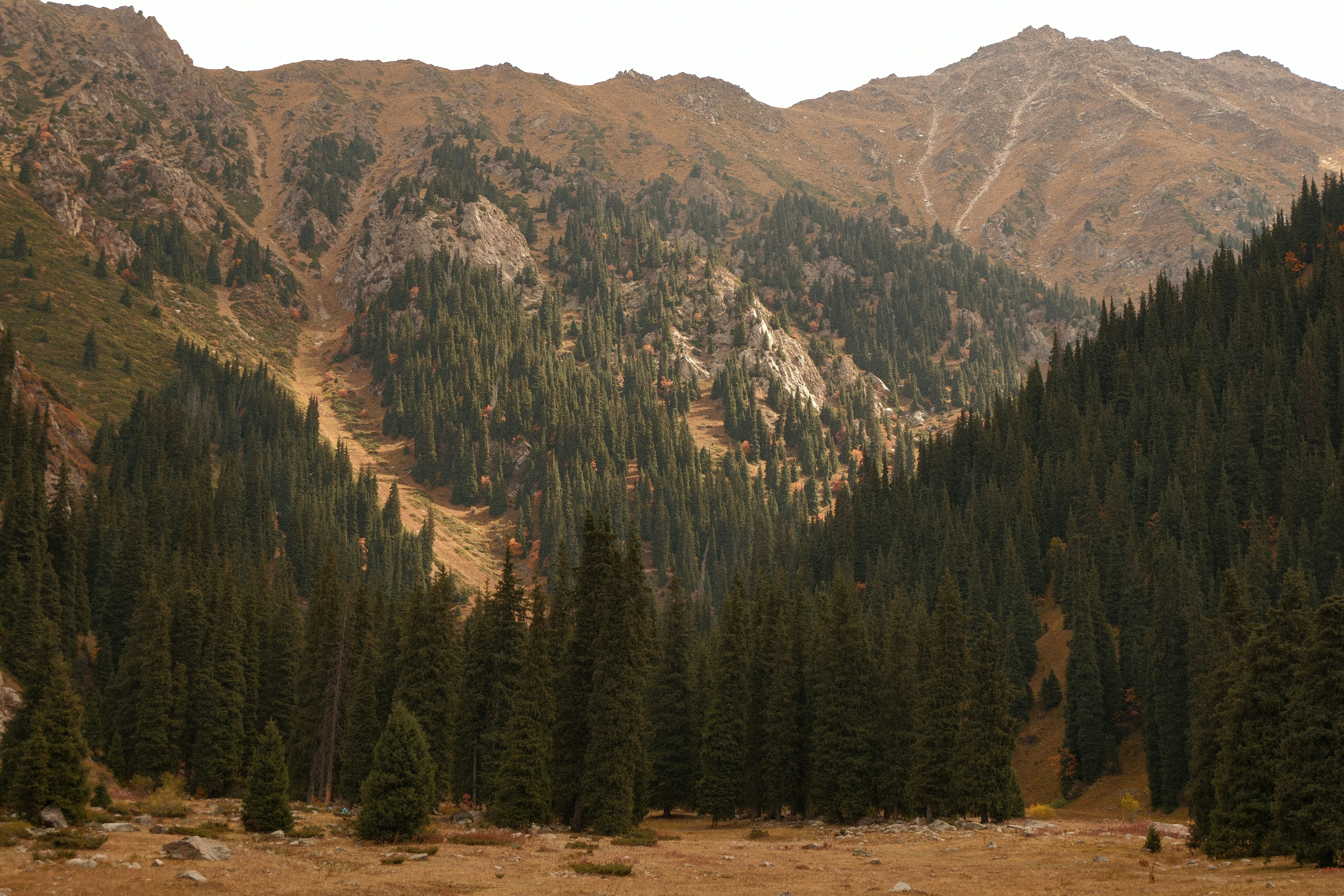 Conifer Curtain Beneath Rugged Peaks