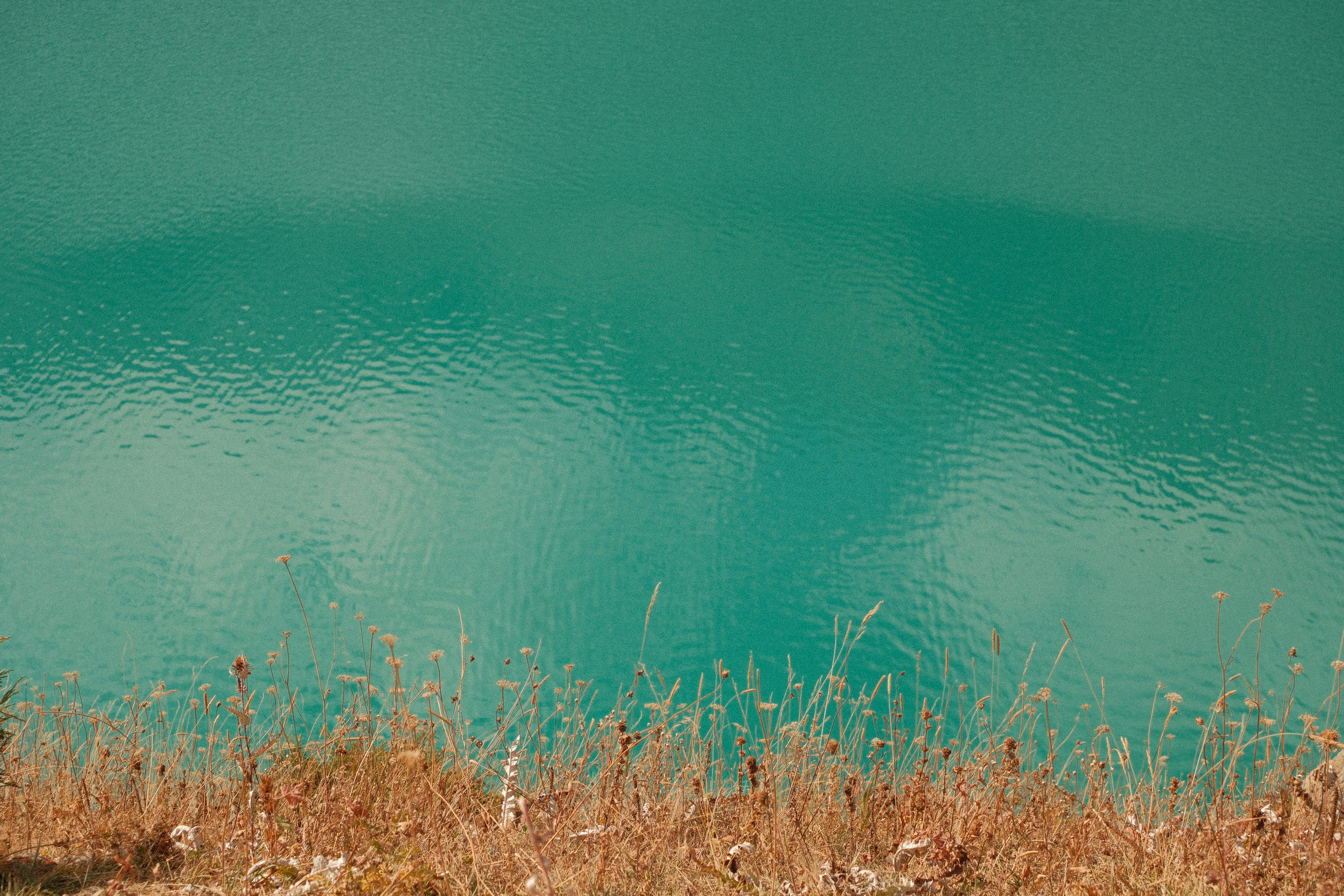 Teal shoreline: grasses meet a calm aquatic edge