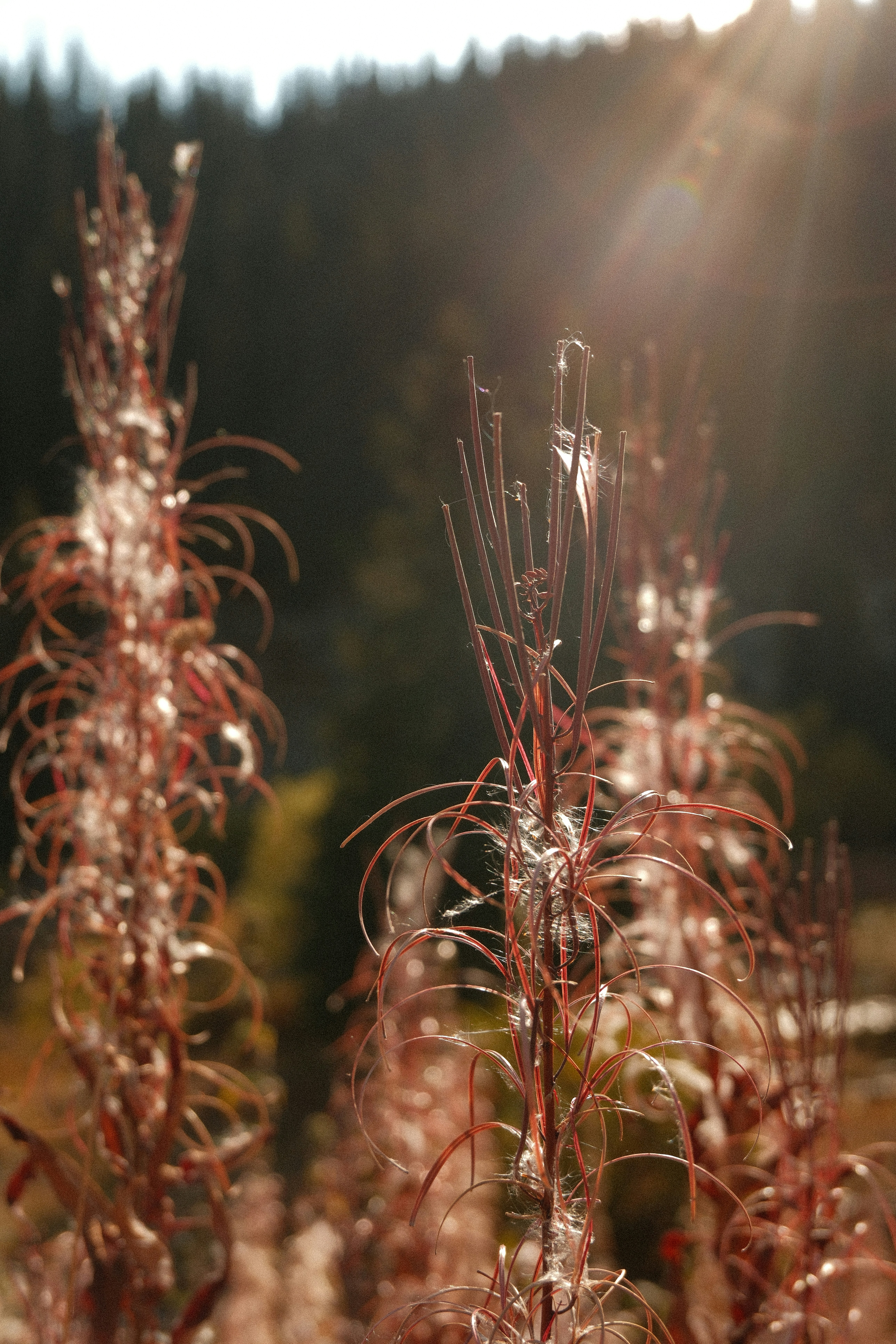 Sunlit seedheads in a velvet meadow