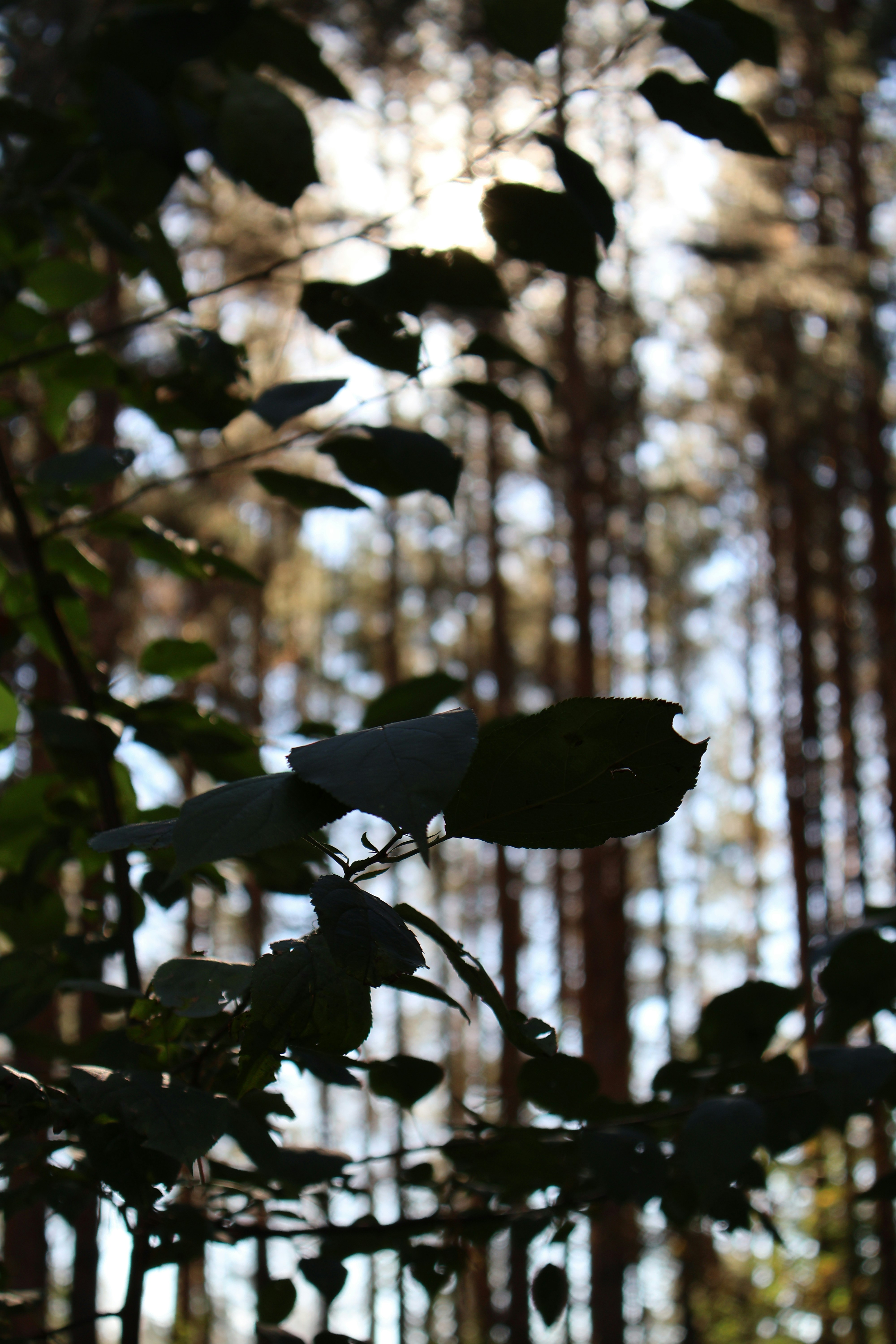 Backlit Leaves in a Quiet Pine Forest