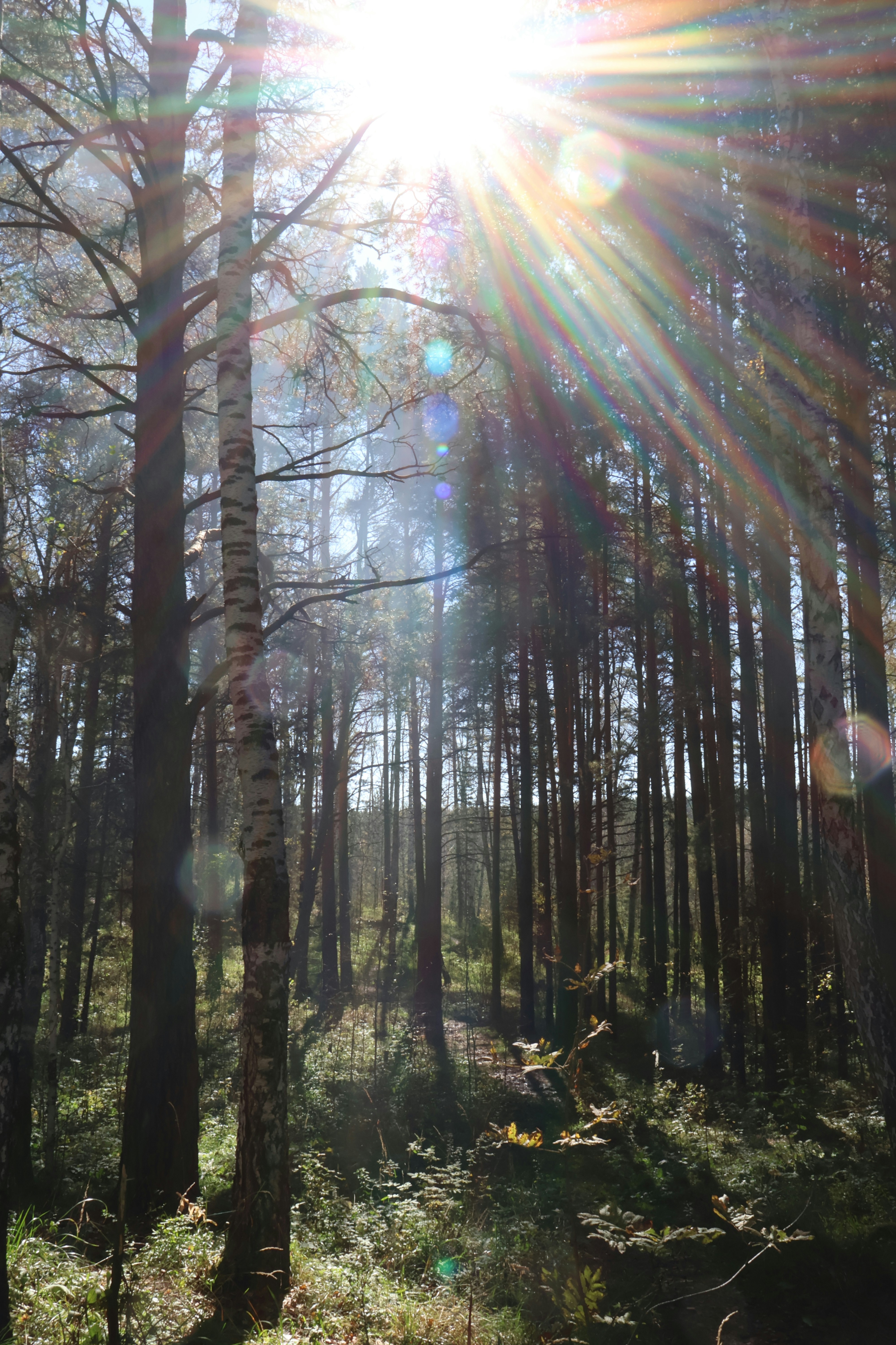 Sunlit Pines: a forest kissed by radiant morning glare