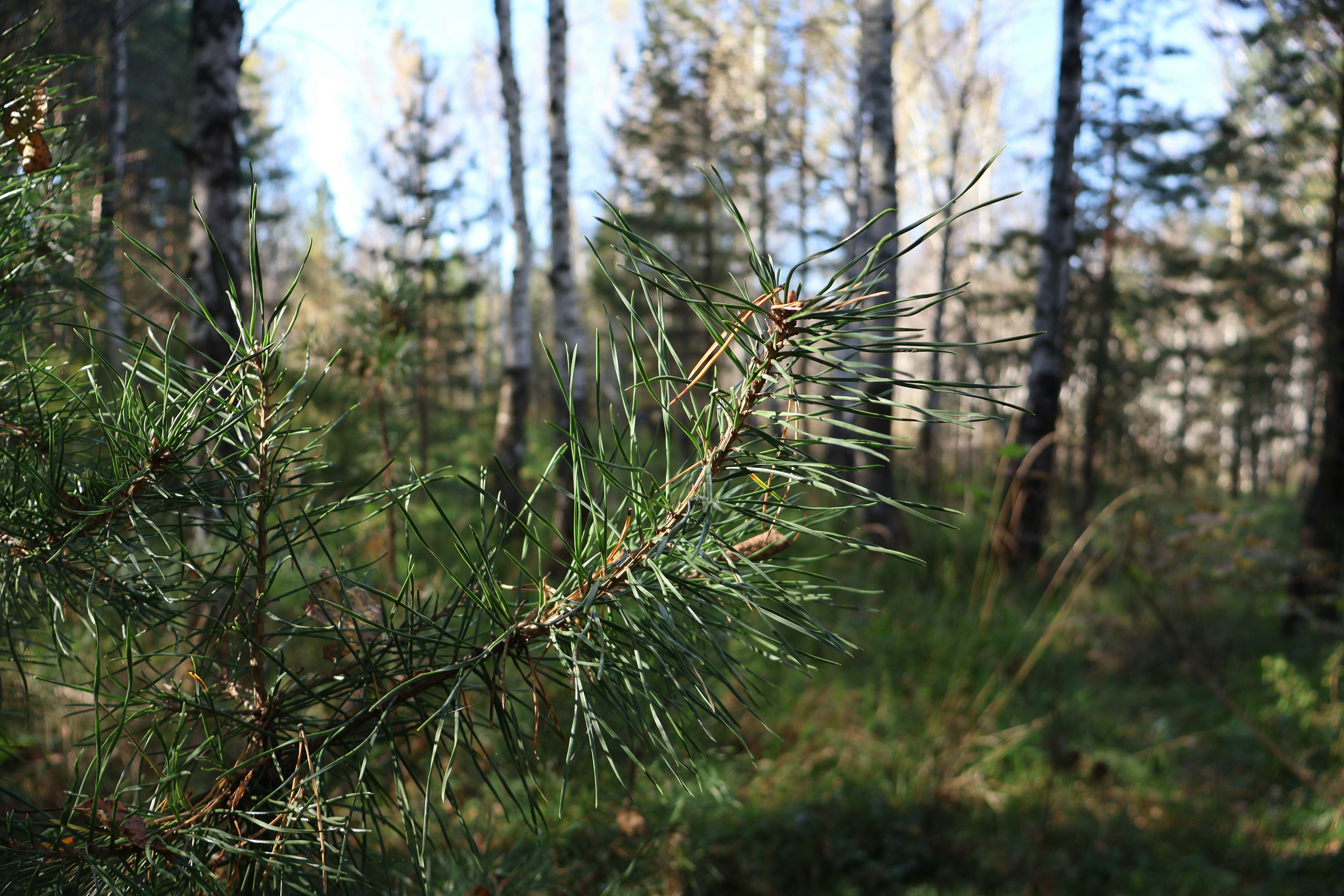 Needle Edge of Light in a Pine Forest