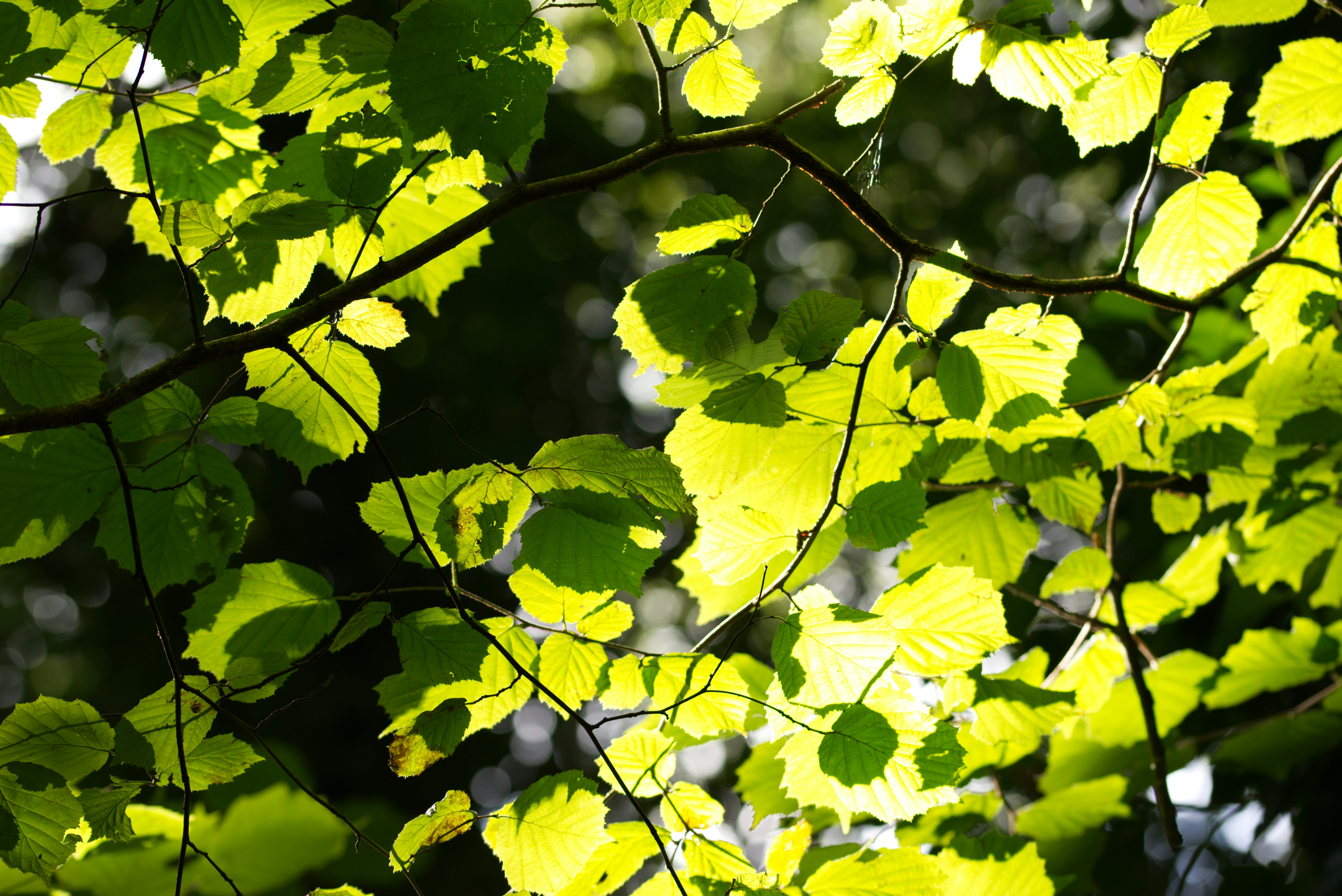 Leaves lit by afternoon sunlight creating a dappled shade green background image