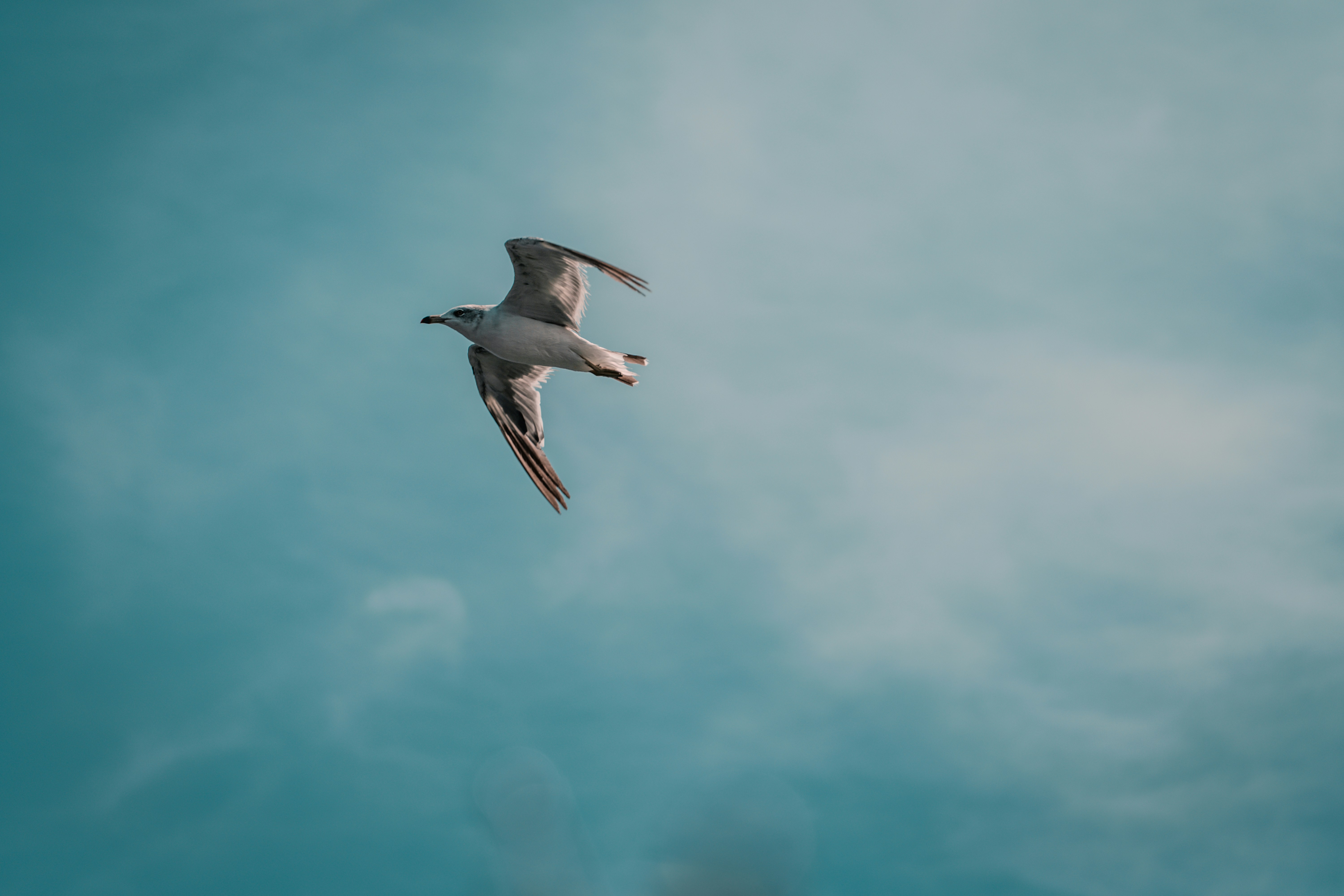 Soaring Silhouette Against a Cyan Sky