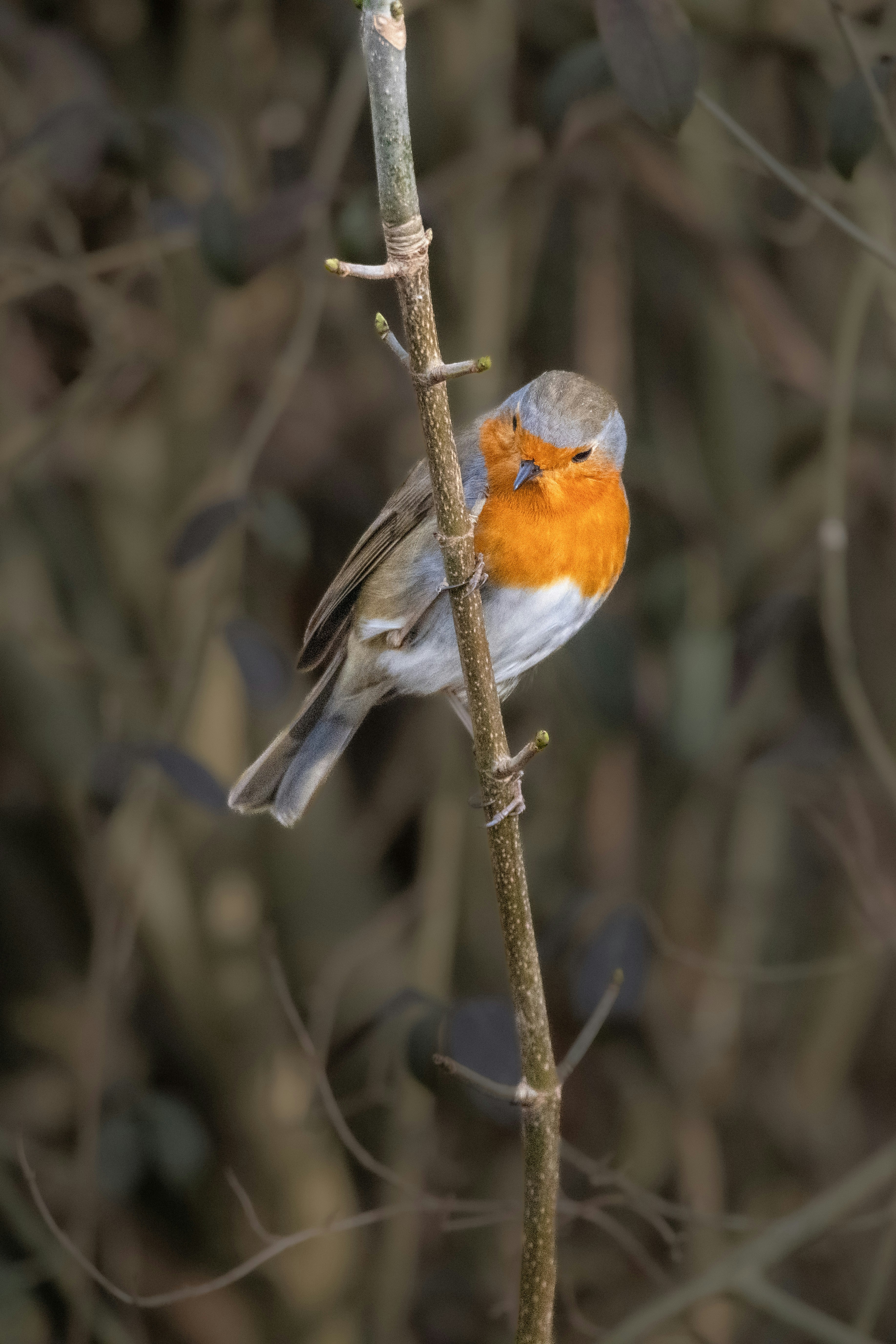 Orange-chested Robin perches on a twig in dappled woodland