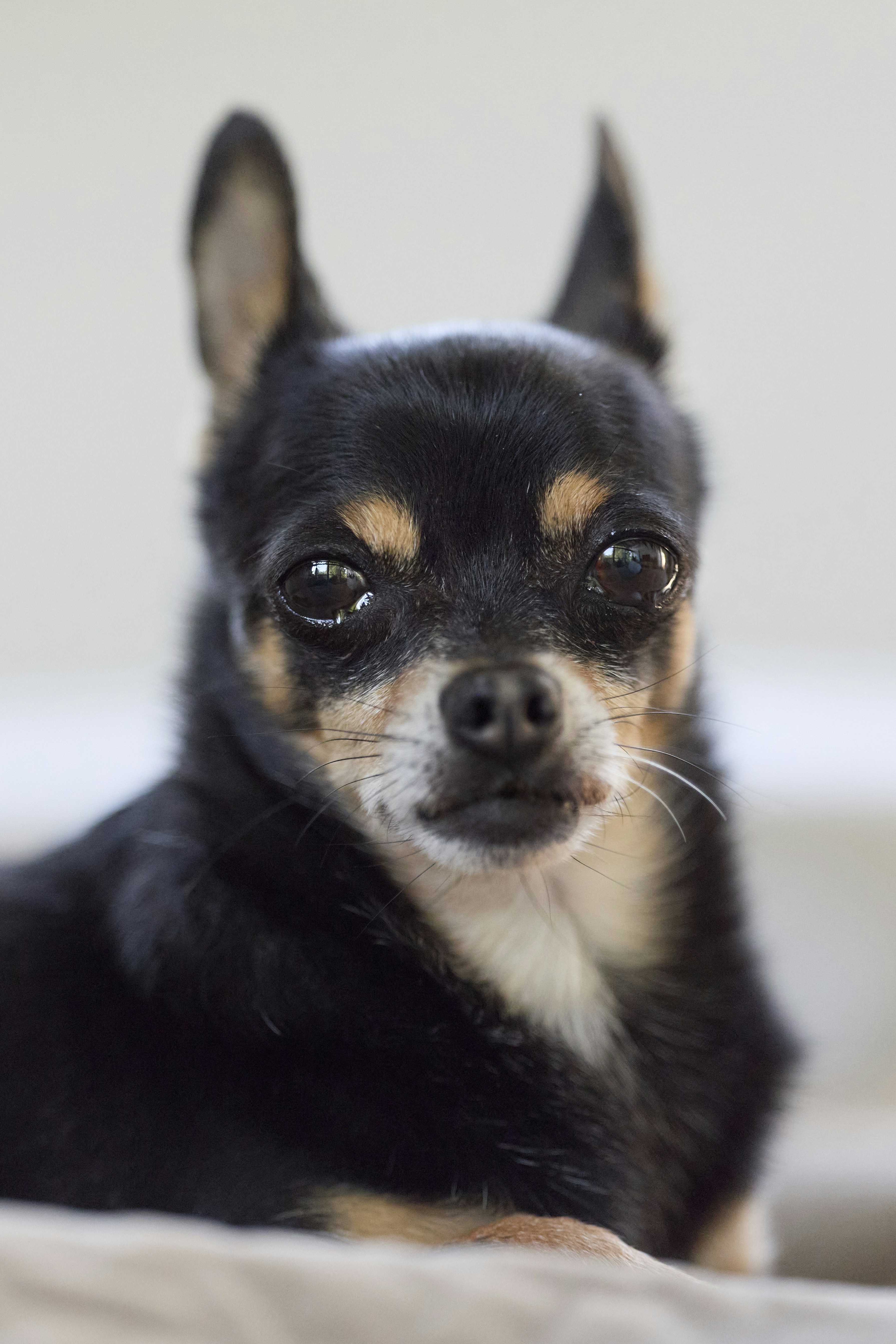 Close-up portrait of a small, cute black and tan Chihuahua dog looking at the camera with large, attentive brown eyes. A charming pet portrait on a soft blurred background.