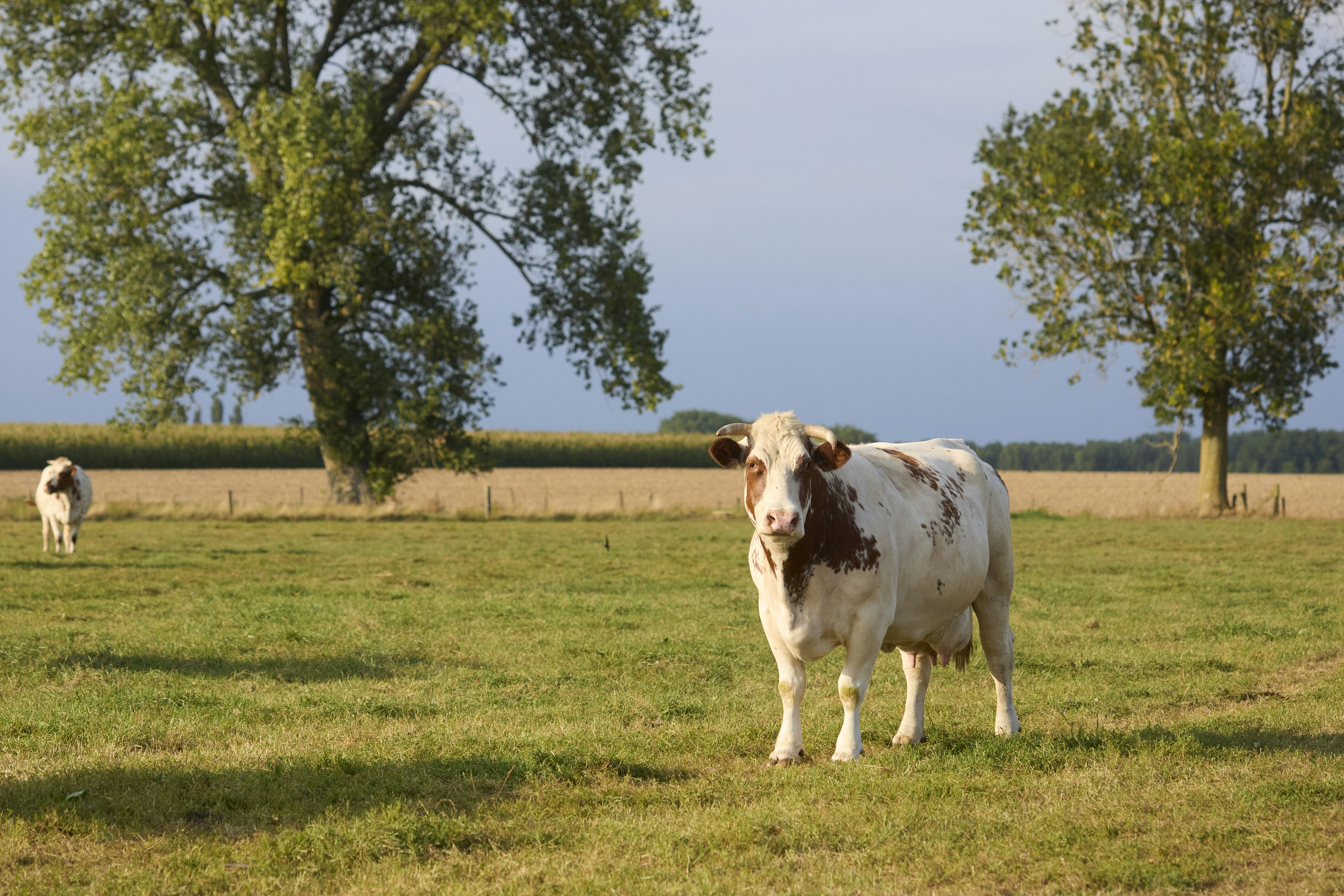 A red and white spotted cow stands in a green pasture looking at the camera, with large trees and a sunny countryside landscape in the background.