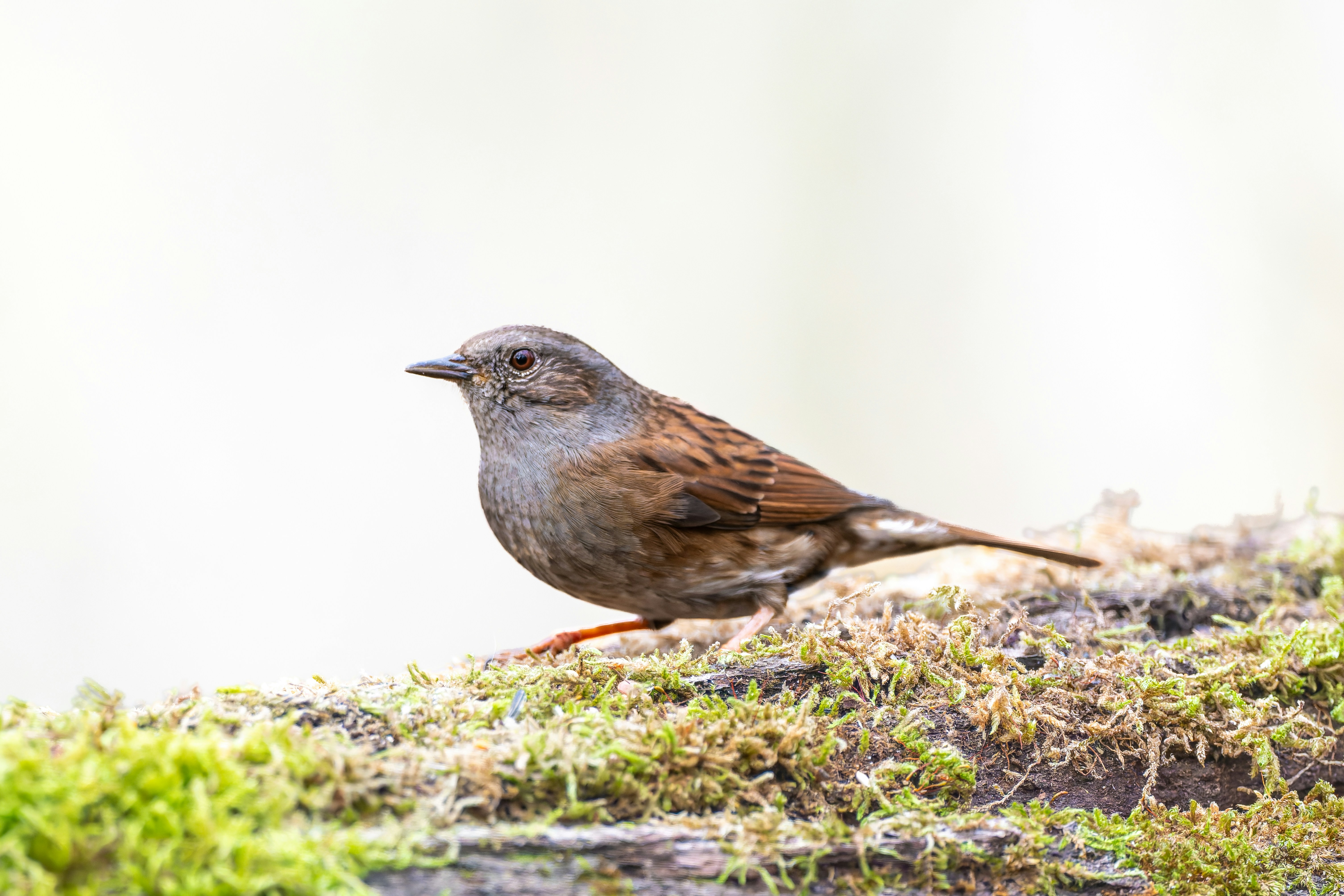 Grounded Wren on Mossy Log: A Quiet Moment in Dappled Light
