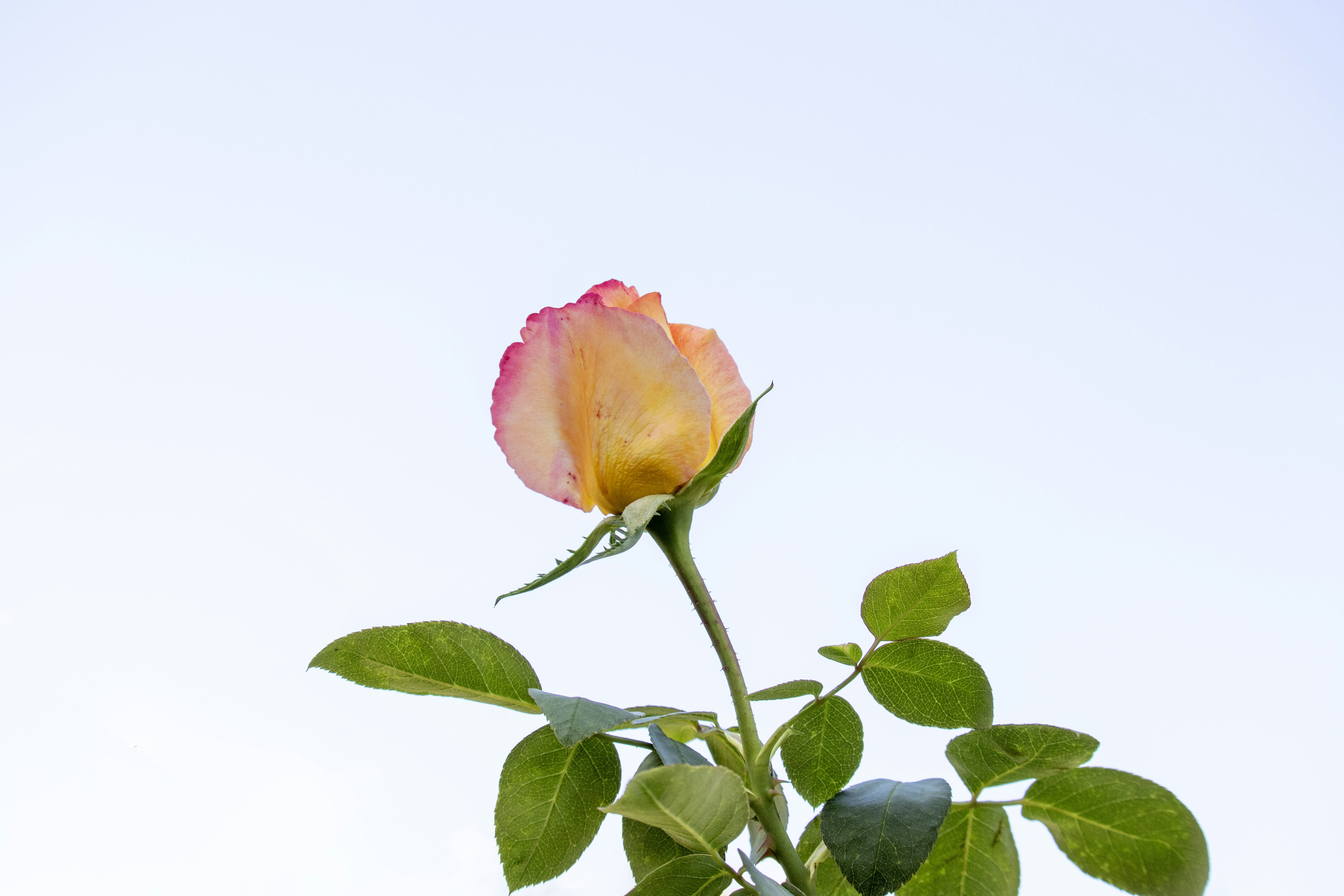 Dawn Rosebud: A single bloom against a pale sky
