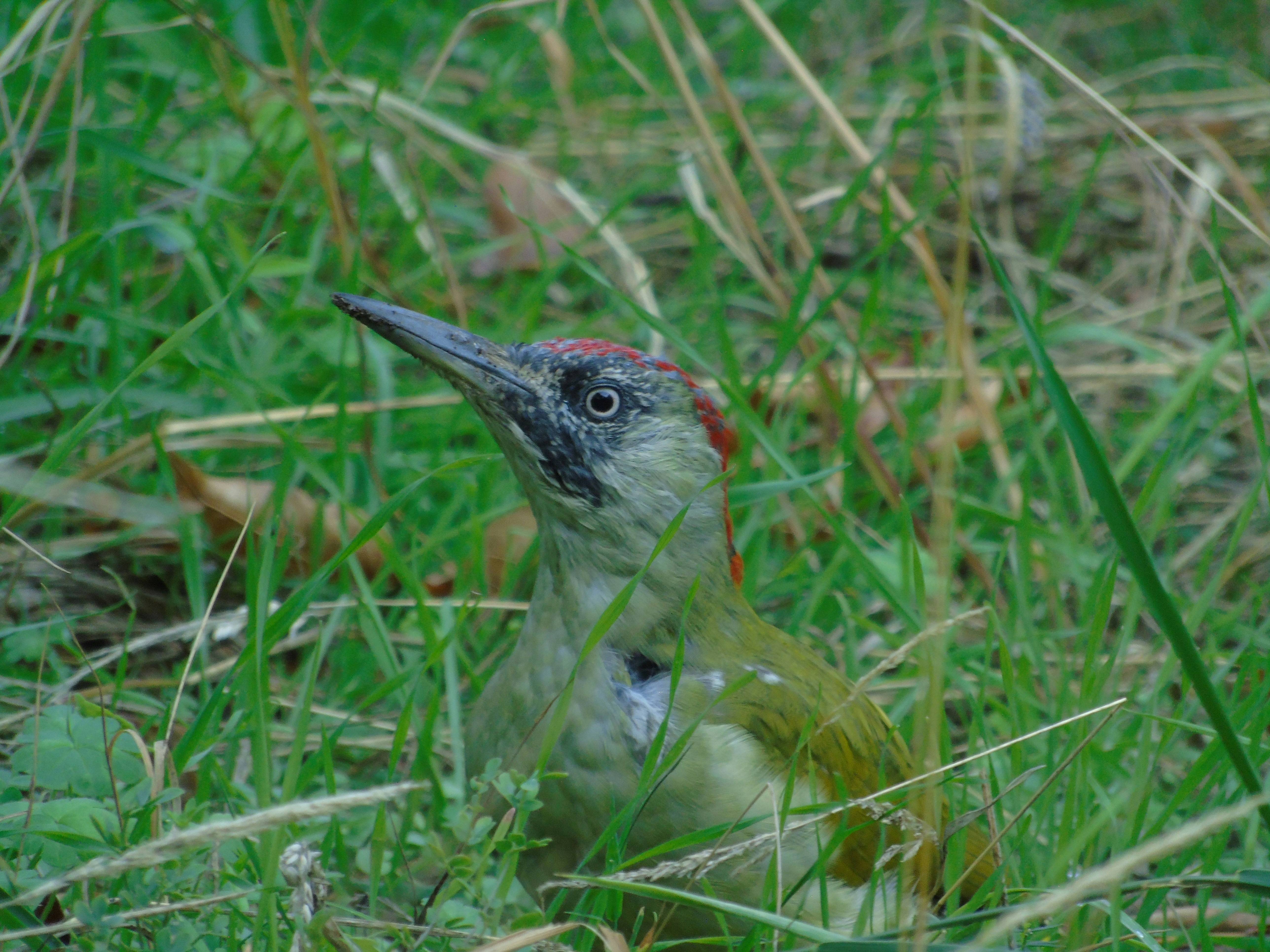 Red-crowned Woodpecker-leaning Perimeter: A Green-Grass Portrait of a Small Bird