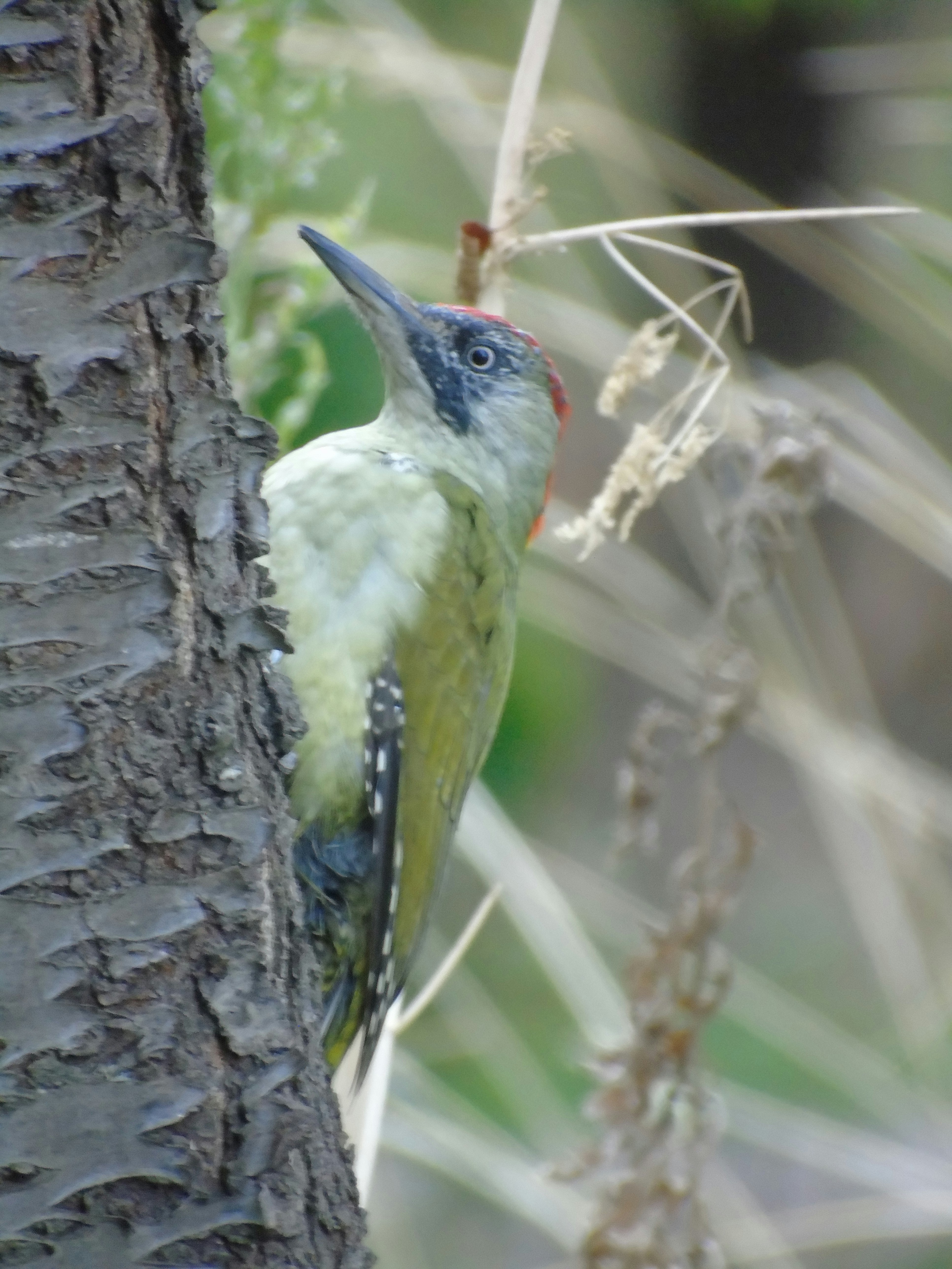 A green-headed woodpecker clings to the side of a rough-barked tree, trunk up-close with blurred background vegetation.