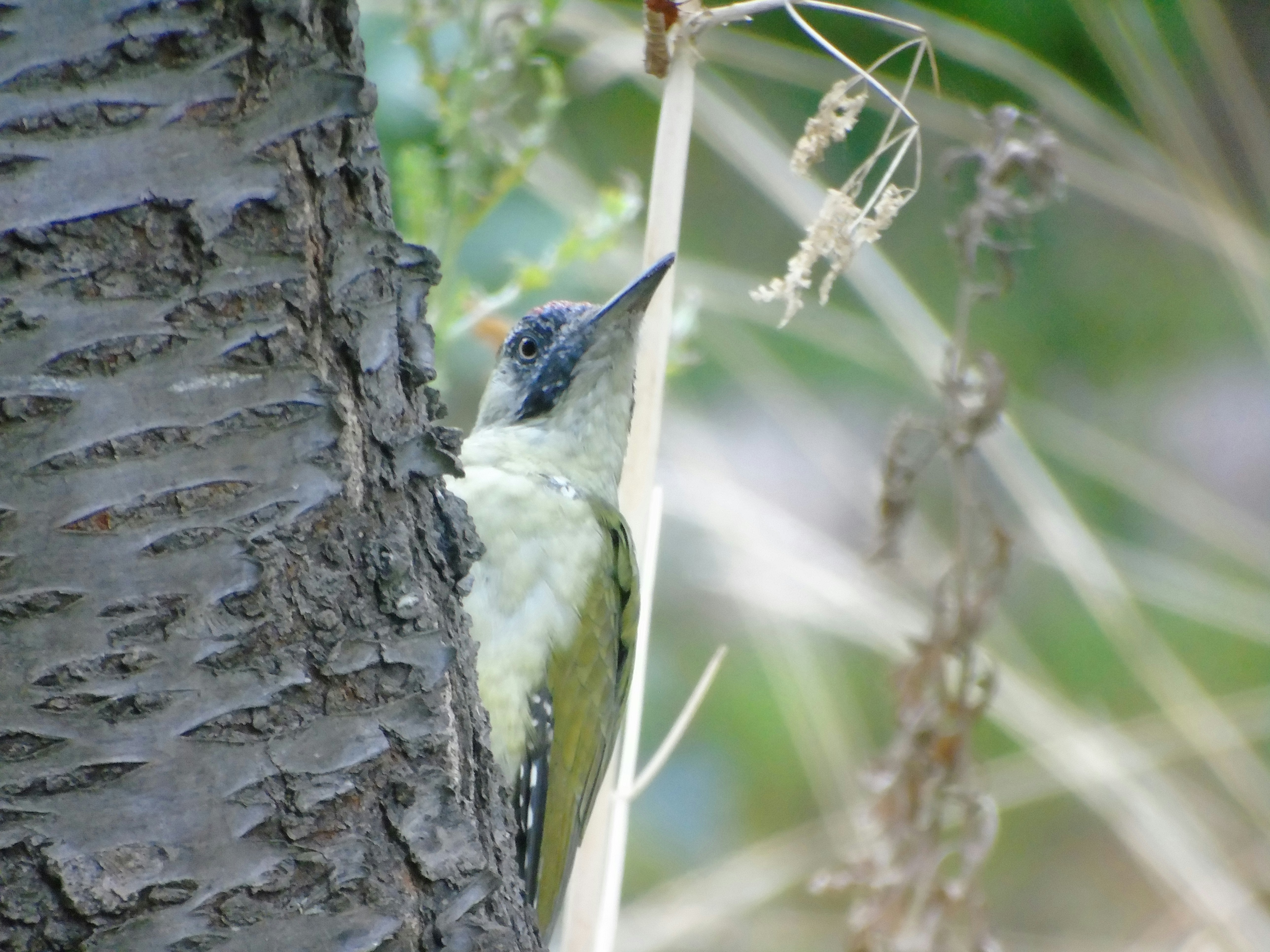 A Songbird Adrift on a Tree Trunk, Peeking Through the Grass