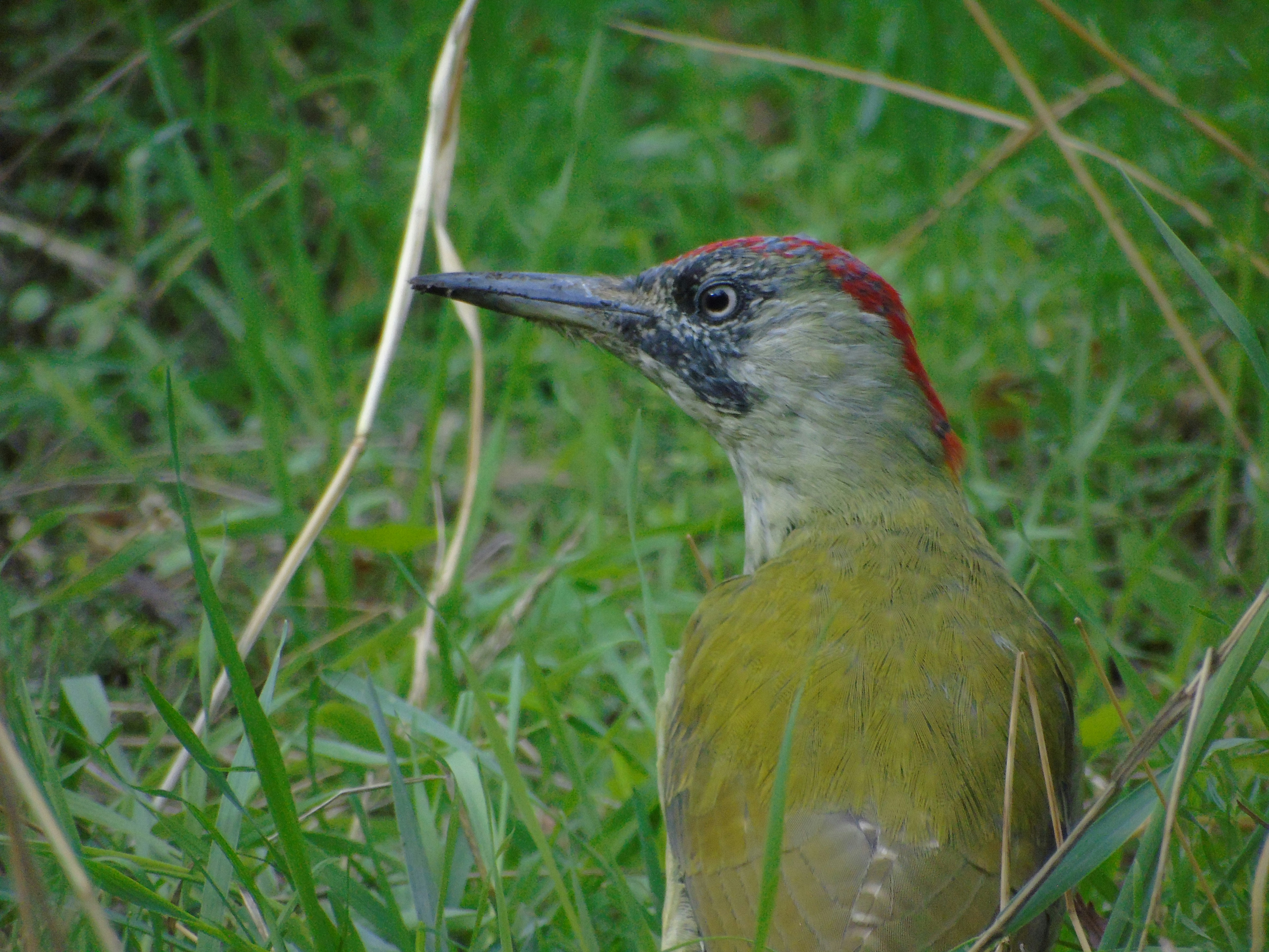 A red-crowned woodpecker perched among tall green grasses, head turned to the left with a sharp beak and olive-yellow plumage; natural habitat shot.