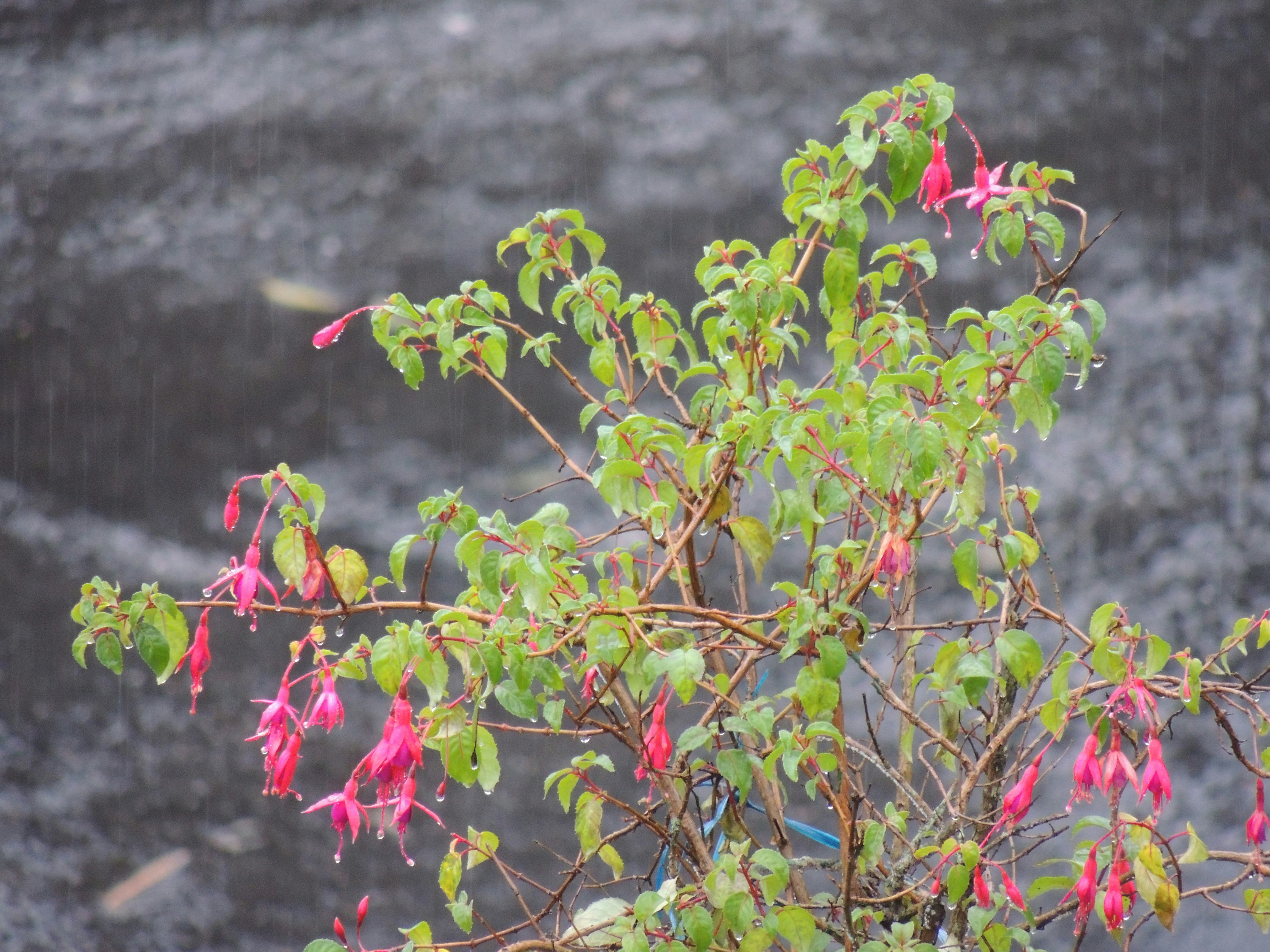 Pink-bloomed shrub against a dark, textured backdrop