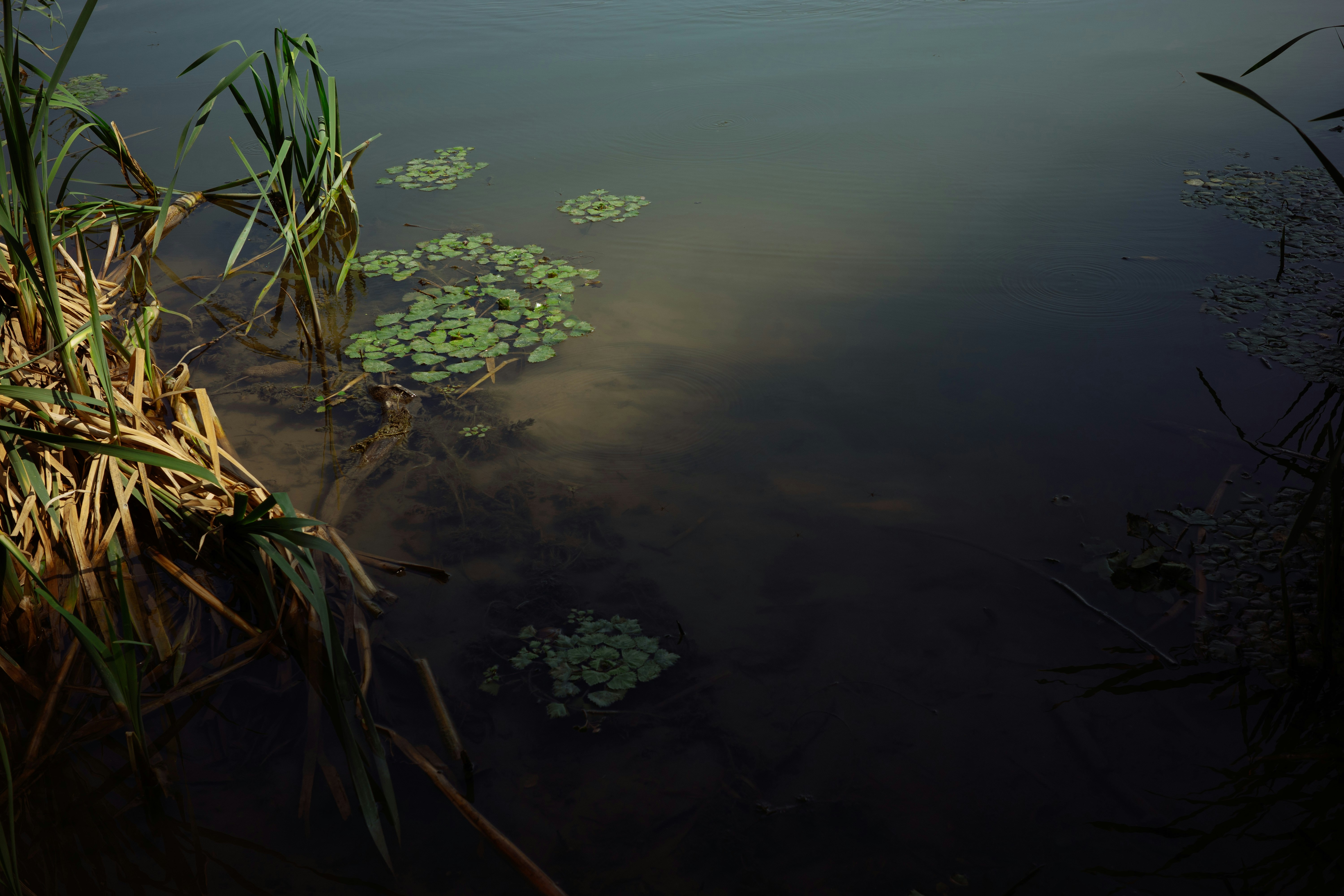 Liminal Light: Aquatic Reeds and Floating Lilies at Dusk
