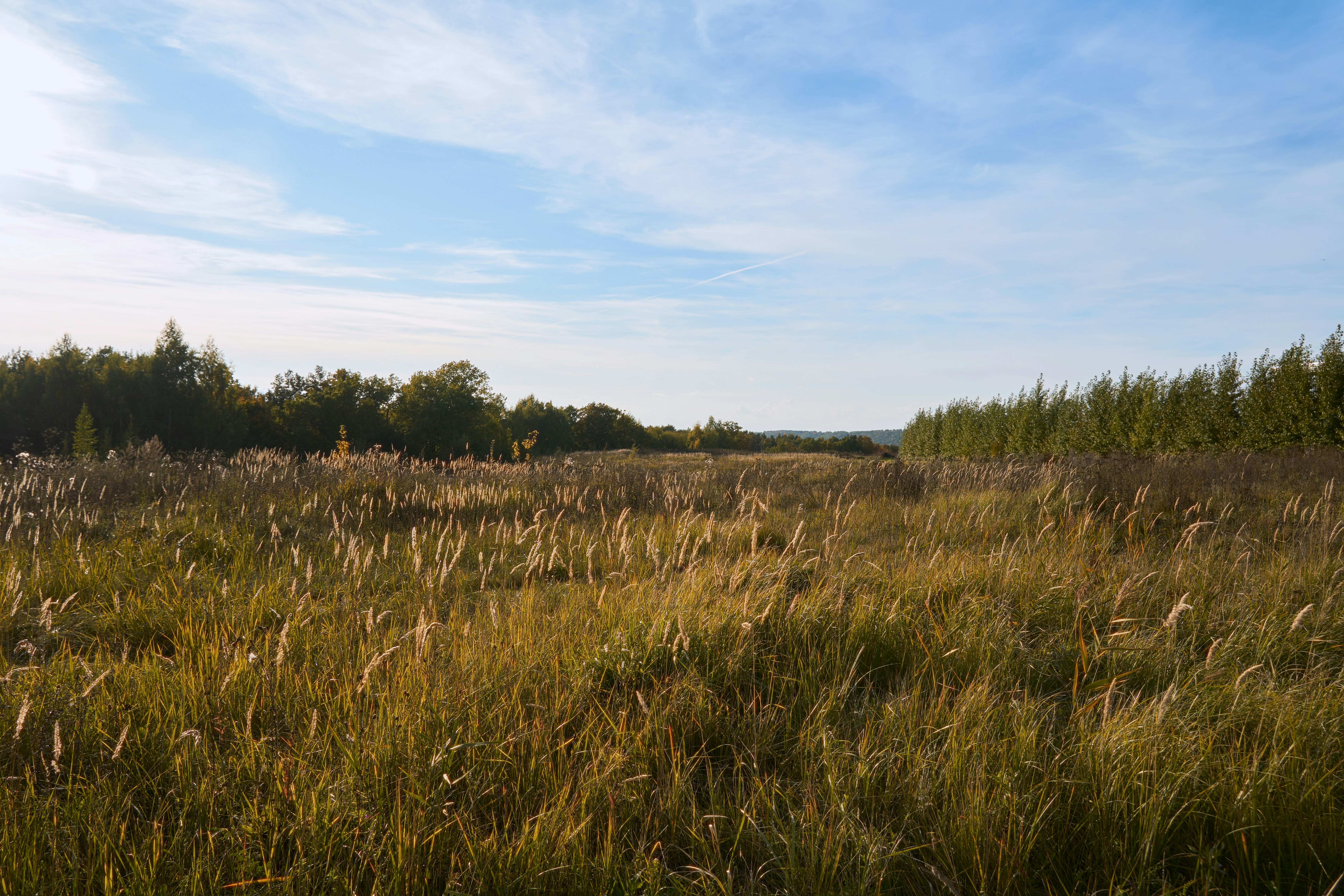Golden grasses under a pale blue sky horizon