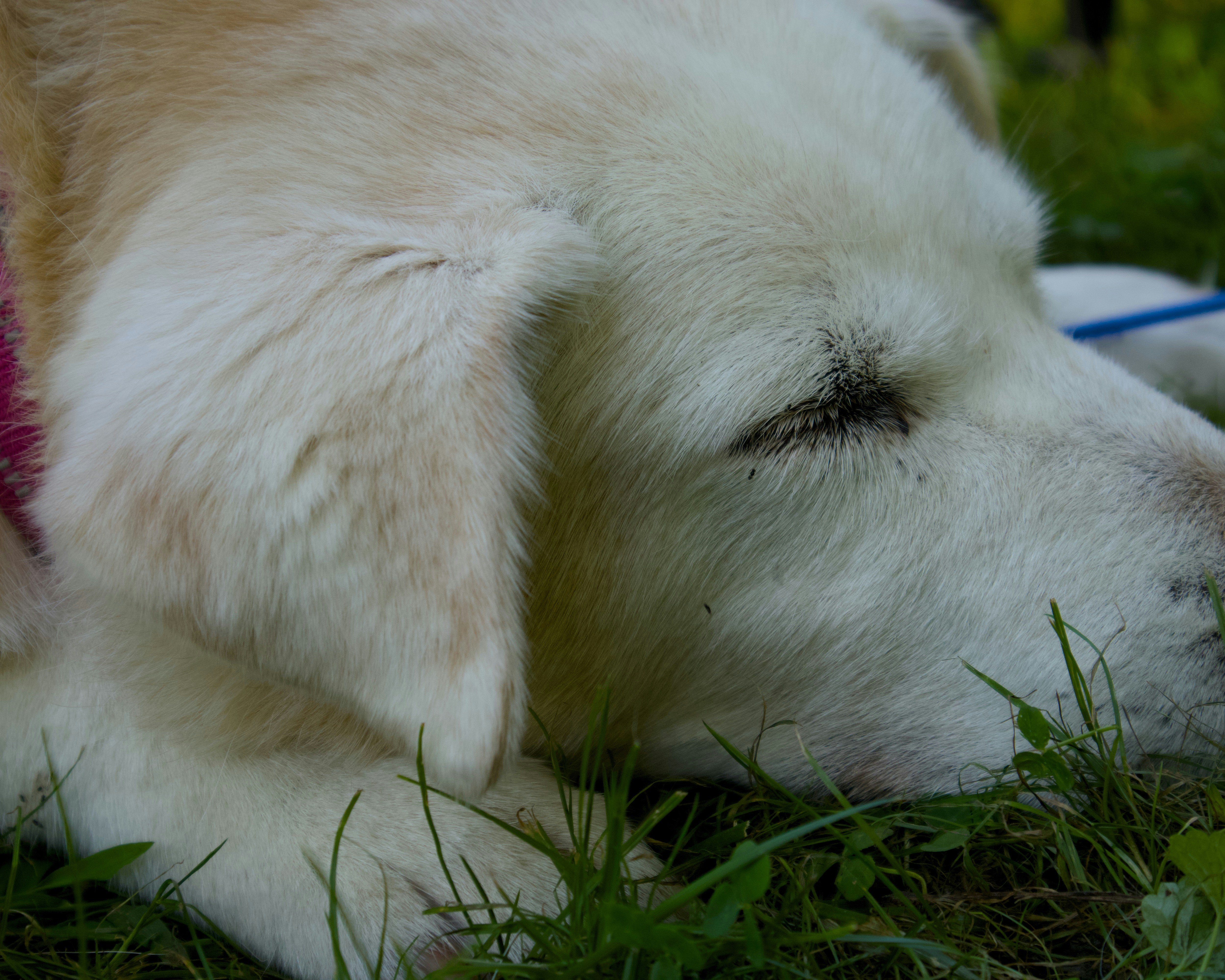 Calm Close-Up: Sleepy Labrador's Gentle Rest on Grass