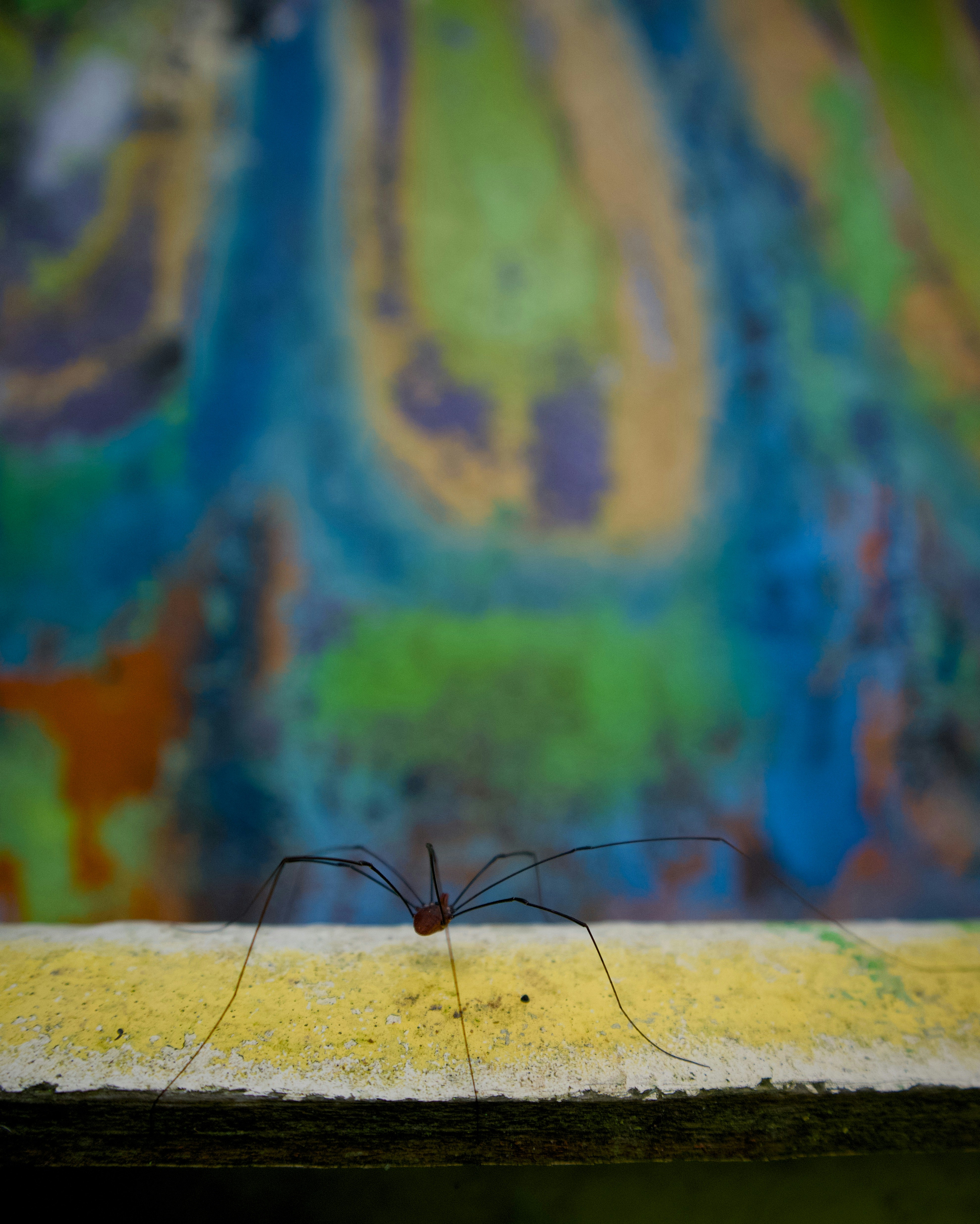 A slender spider-like insect stands on a pale, weathered ledge with a blurred, colorful graffiti wall behind it. The scene emphasizes the creature’s delicate legs and the textural contrast of the surface against the vibrant mural.