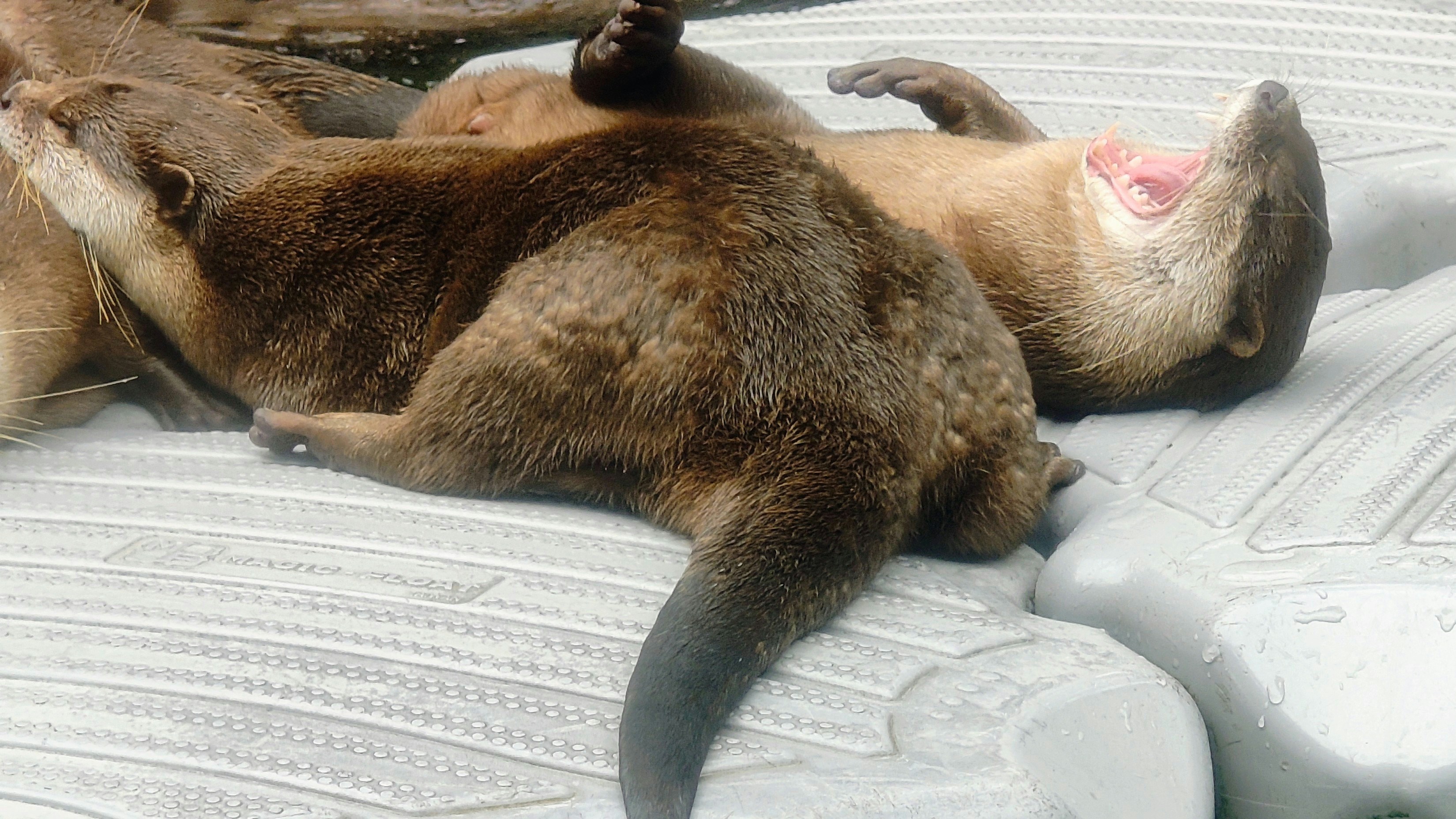 Relaxing otter on a textured float: sunlit bliss at the water’s edge