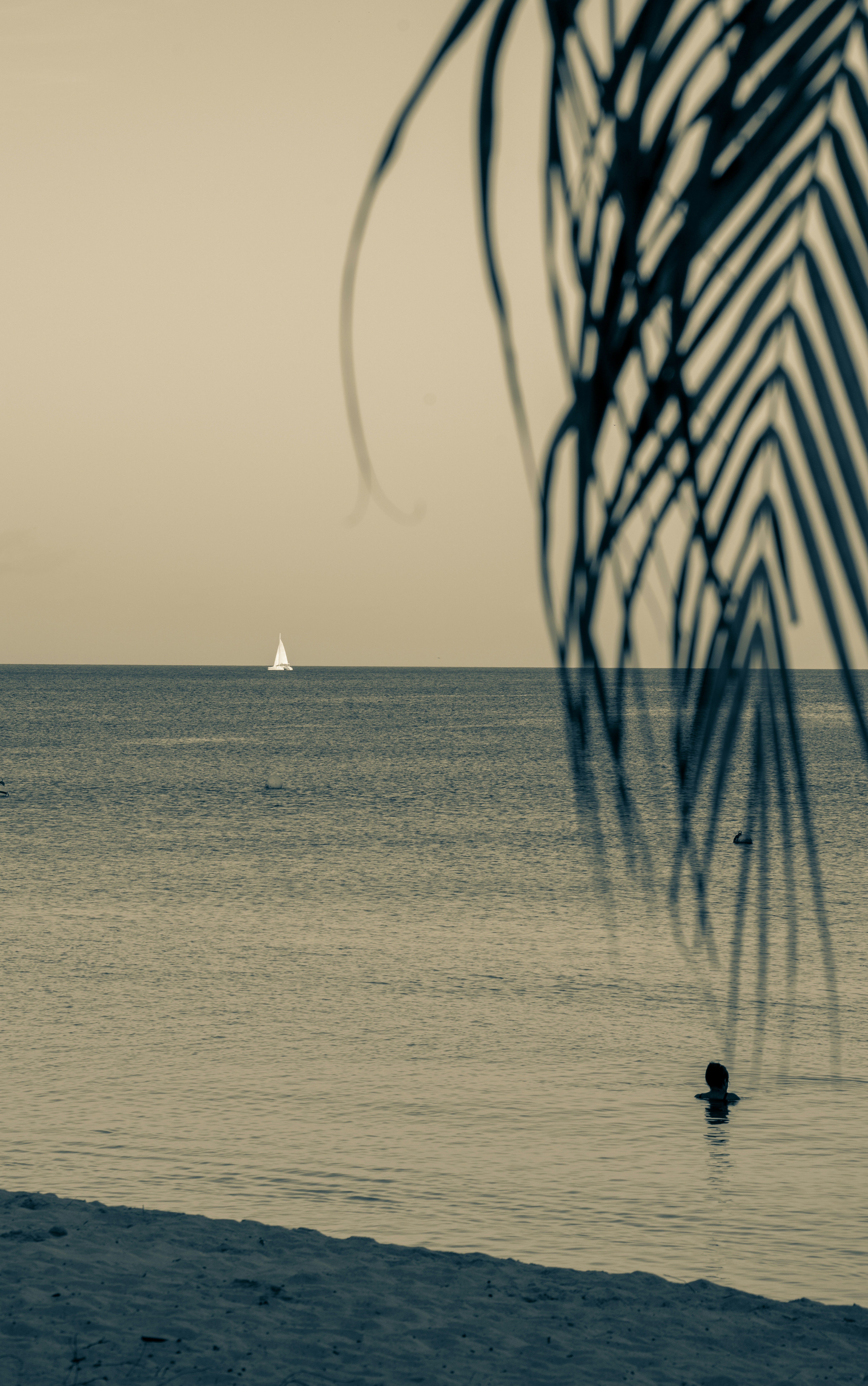 Coastal Quiet: Sailboat on the Horizon Framed by Distant Palm Fronds