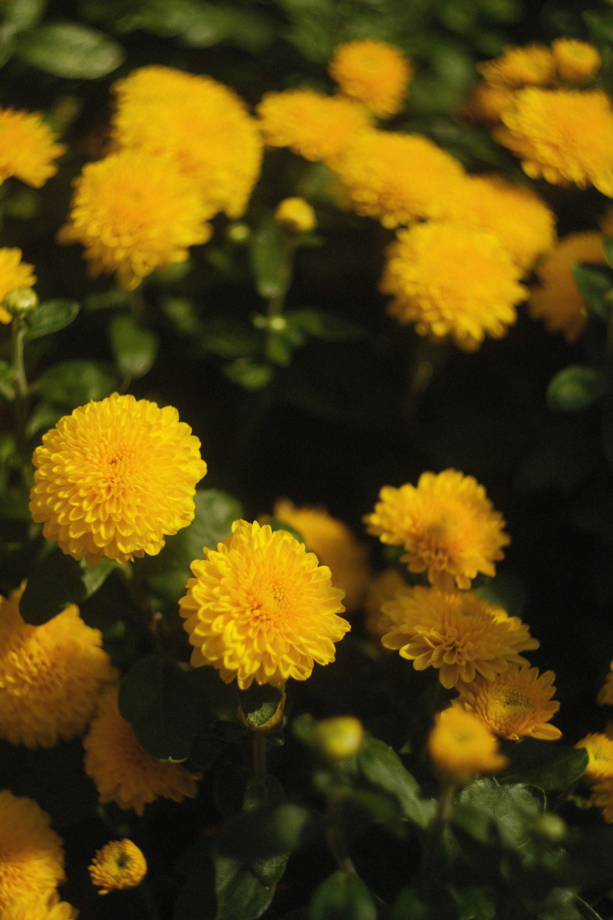 Sunny Pom-Pom Blooms: A Field of Golden Chrysanthemums