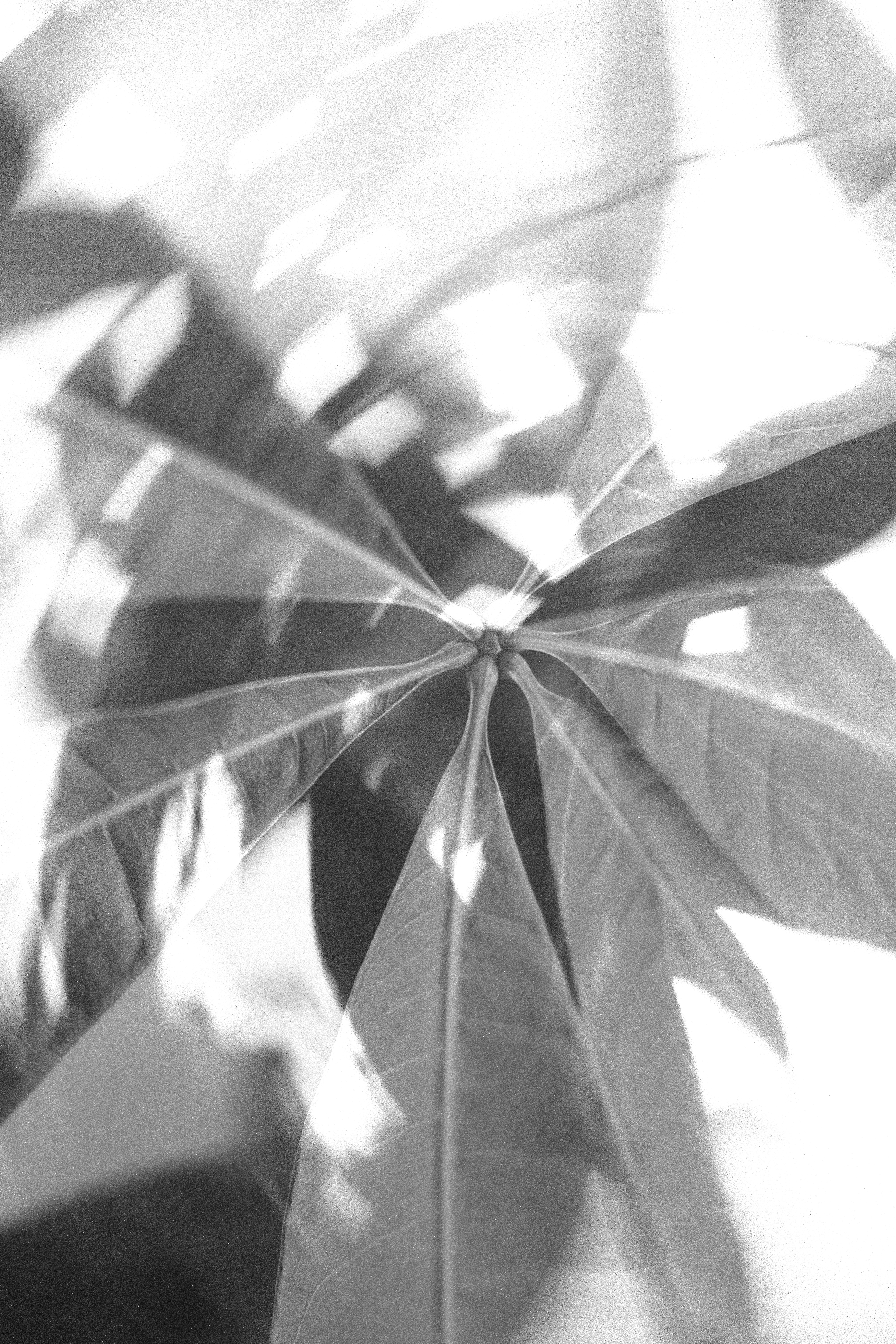 Monochrome Leaf Vein Centerfold