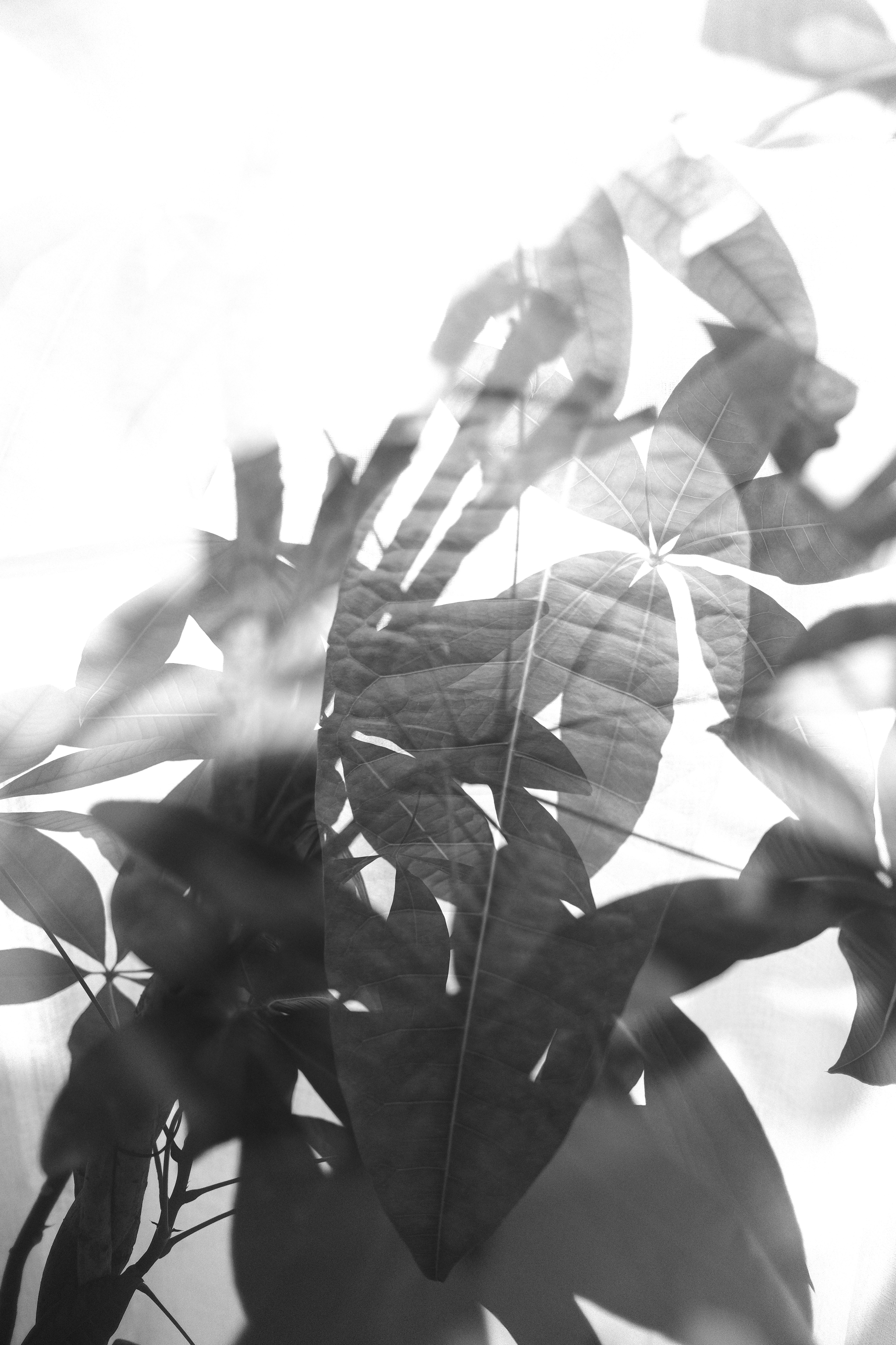 Monochrome close-up of layered ivy leaves with diffused backlighting creating high-contrast silhouettes.