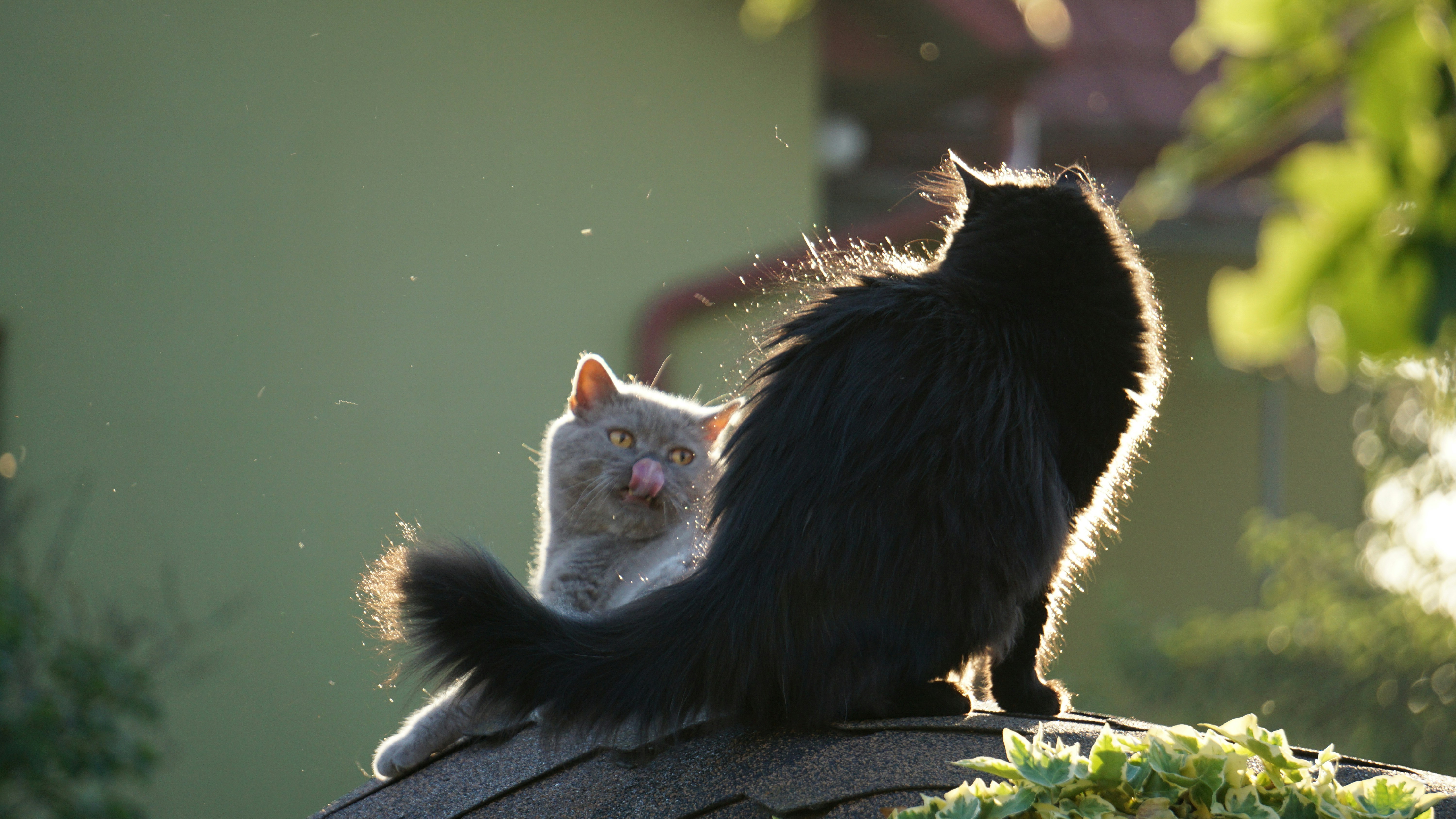 Backlit Duel: Two Cats in a Sunlit Yard