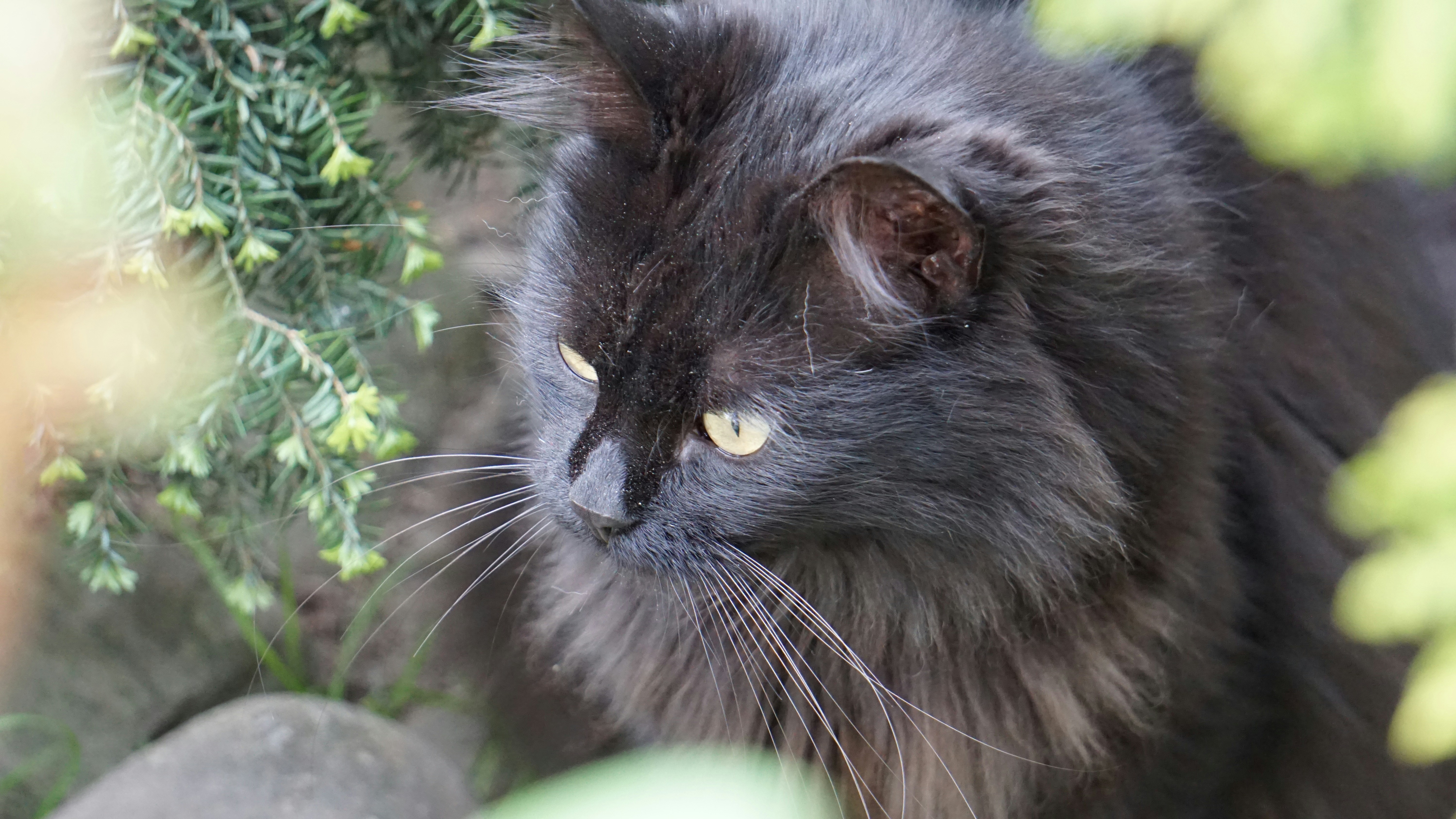 Mid-Leaf Hideout: A Curious Black Cat Watches from the Shrubs