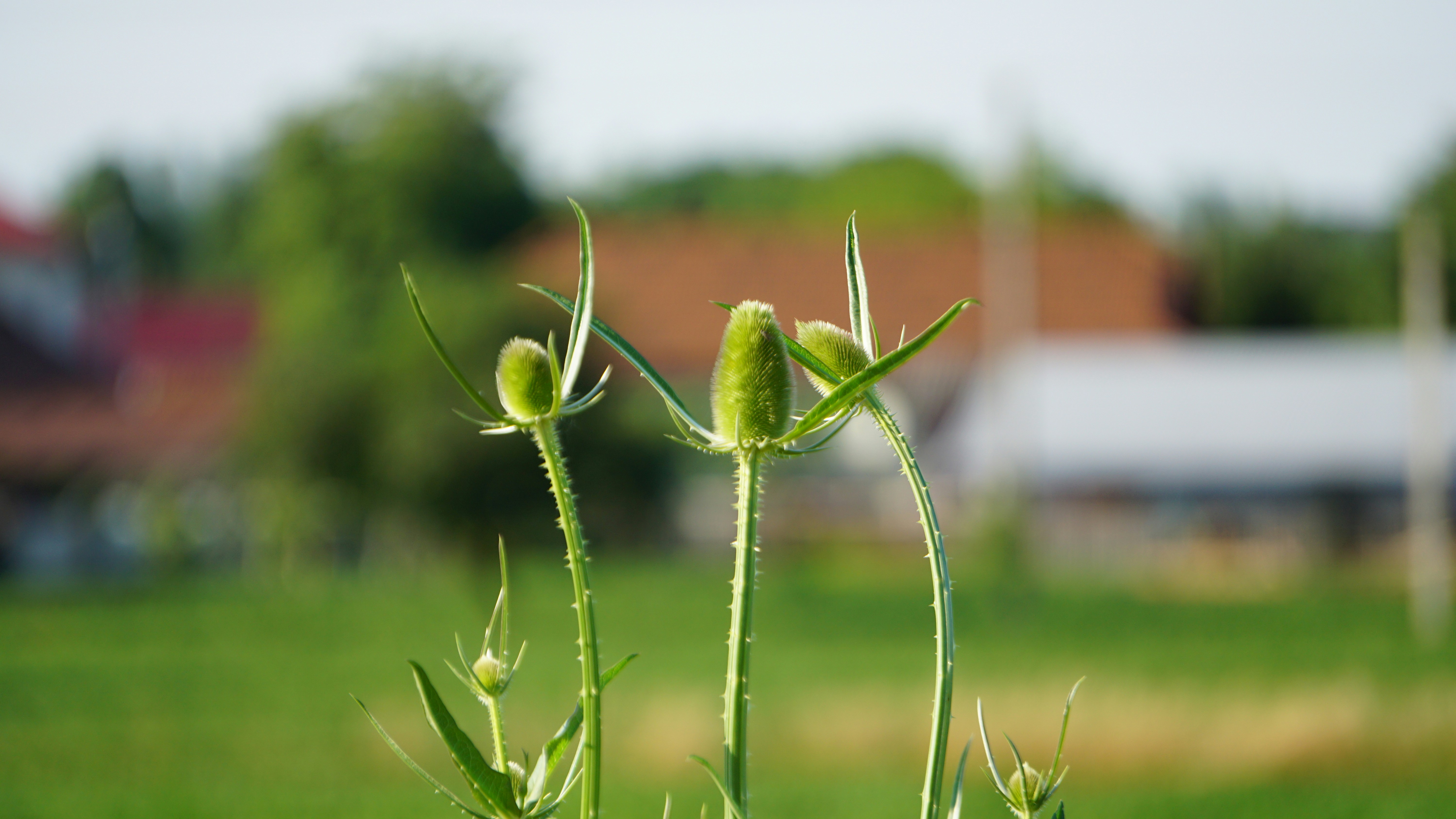 Tender Buds Rising: a macro moment of green resilience