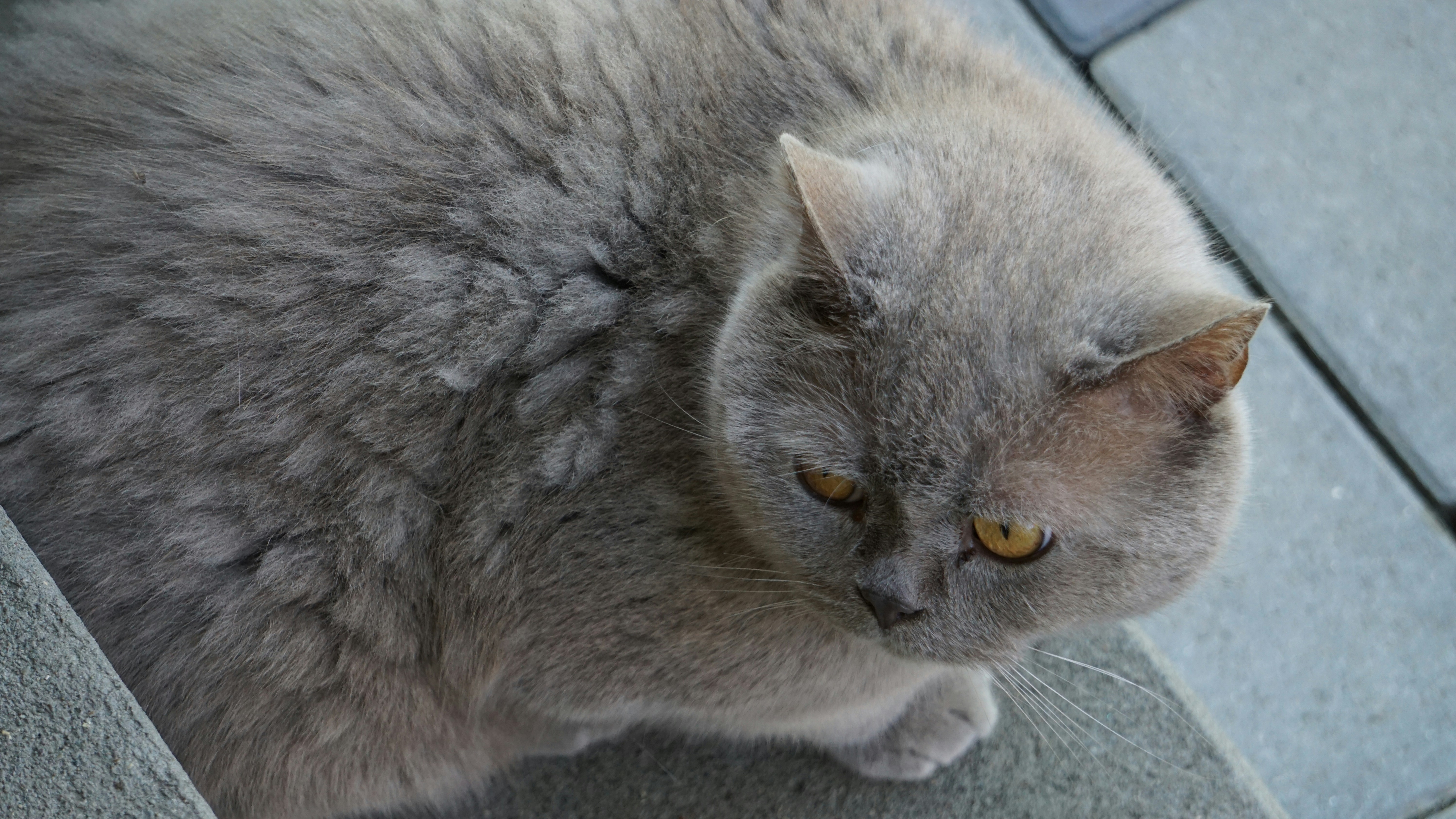 Soft-Grey Guardian of the Porch