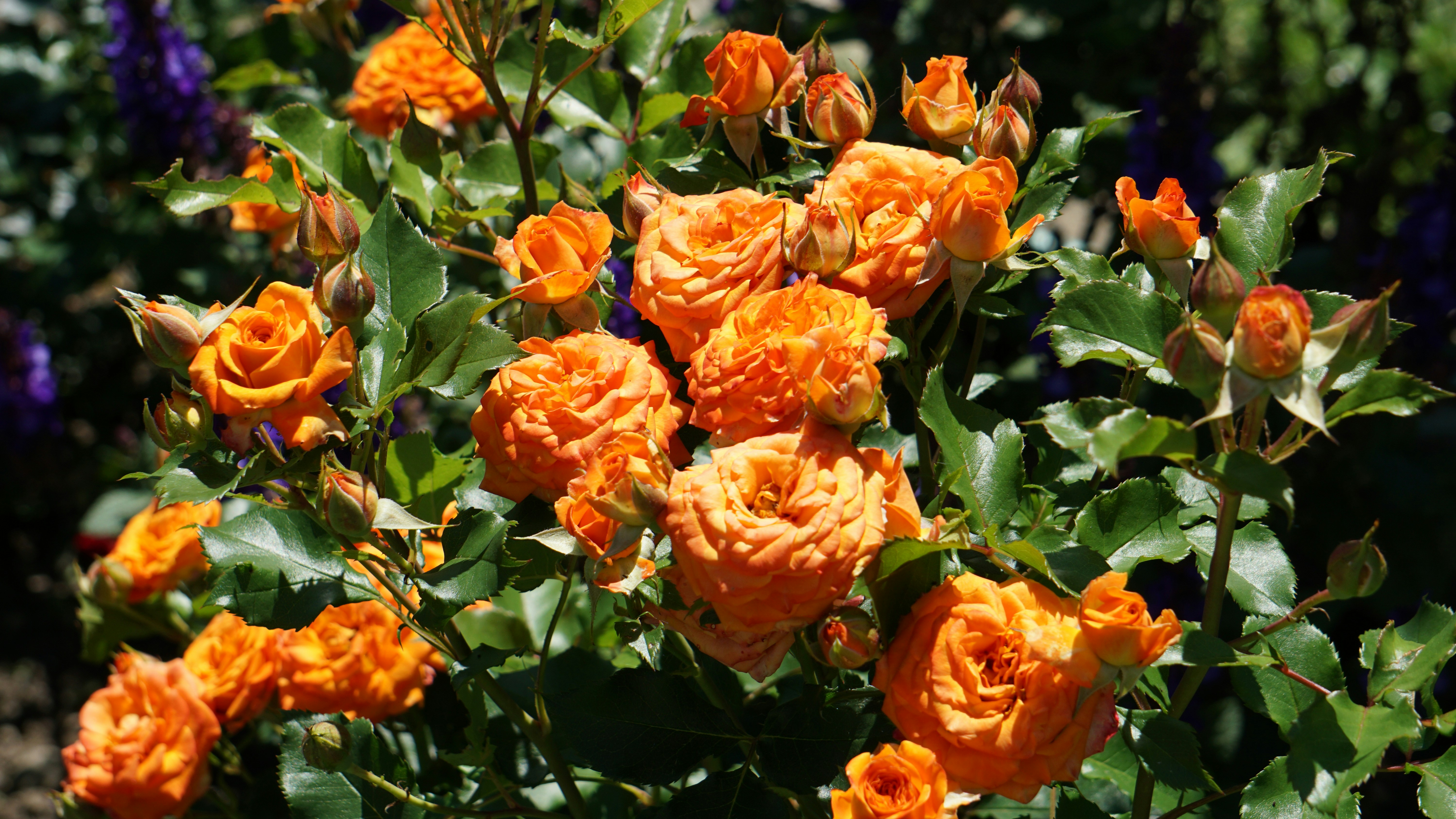 Orange Rose Cluster in Sunlit Garden
