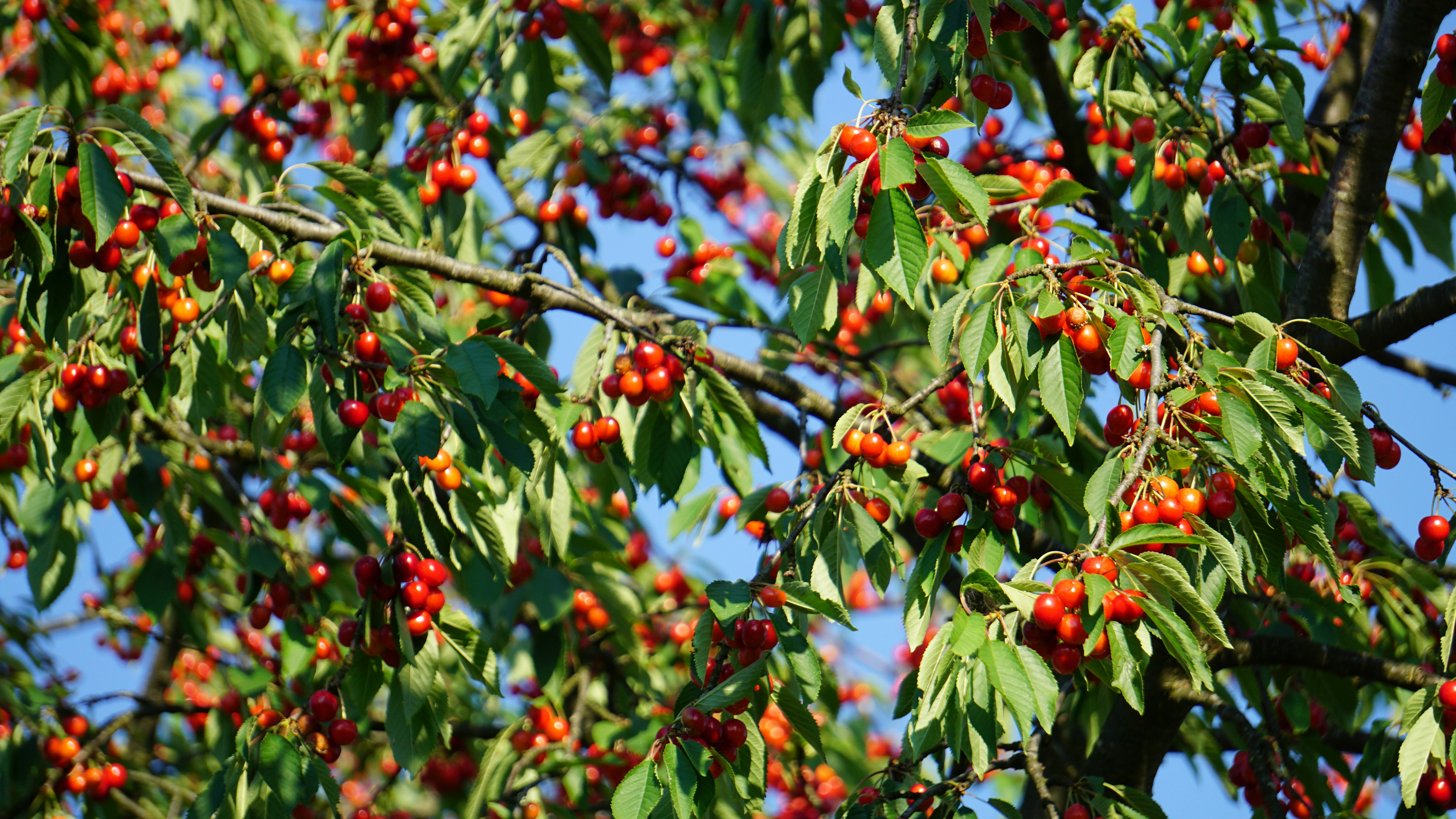 Red Berries in Sunlit Foliage