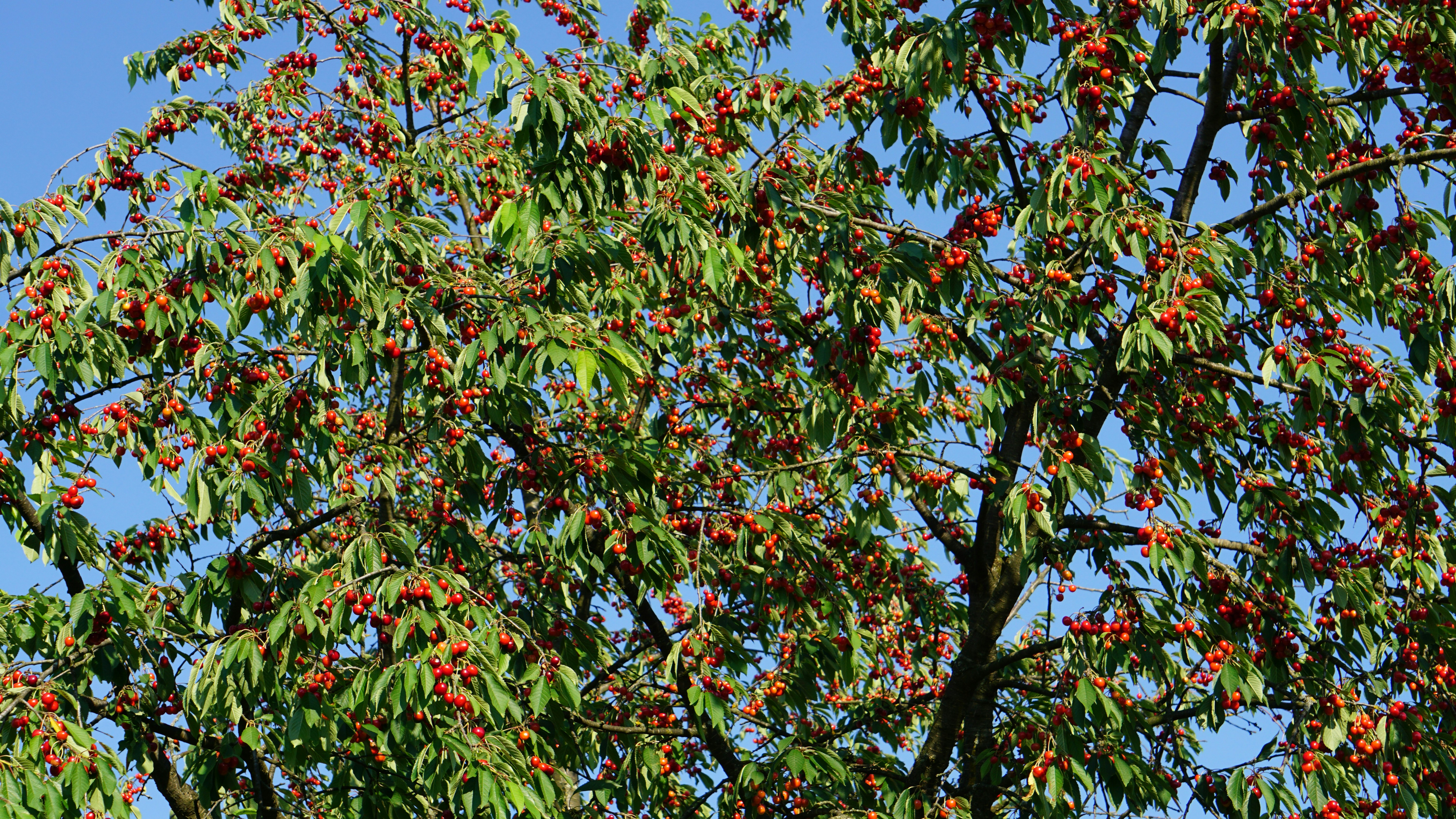 Berries Amid Blue: A Sunlit Canopy of Autumnal Red