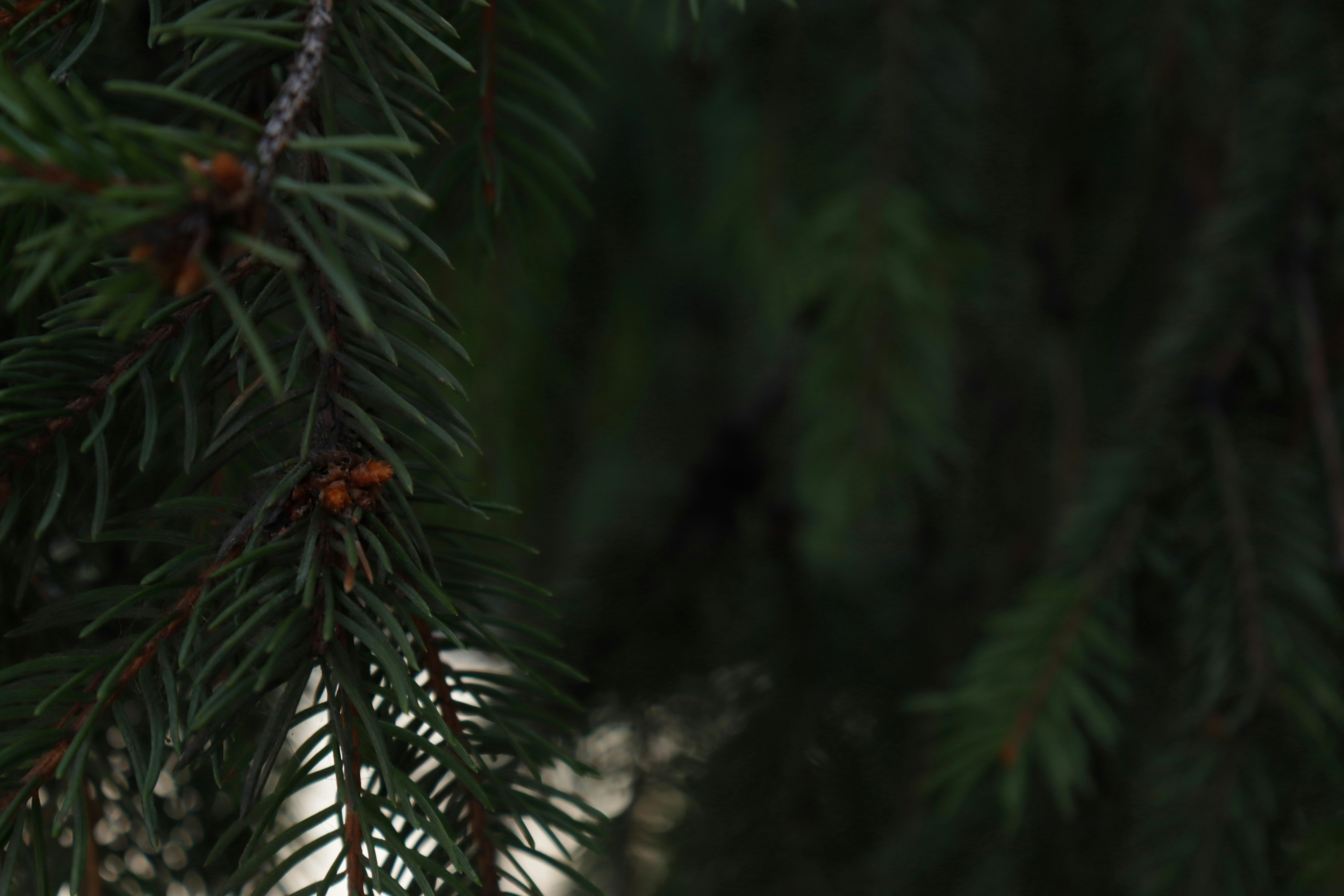 Misty Branches: A Quiet Conifer Portrait