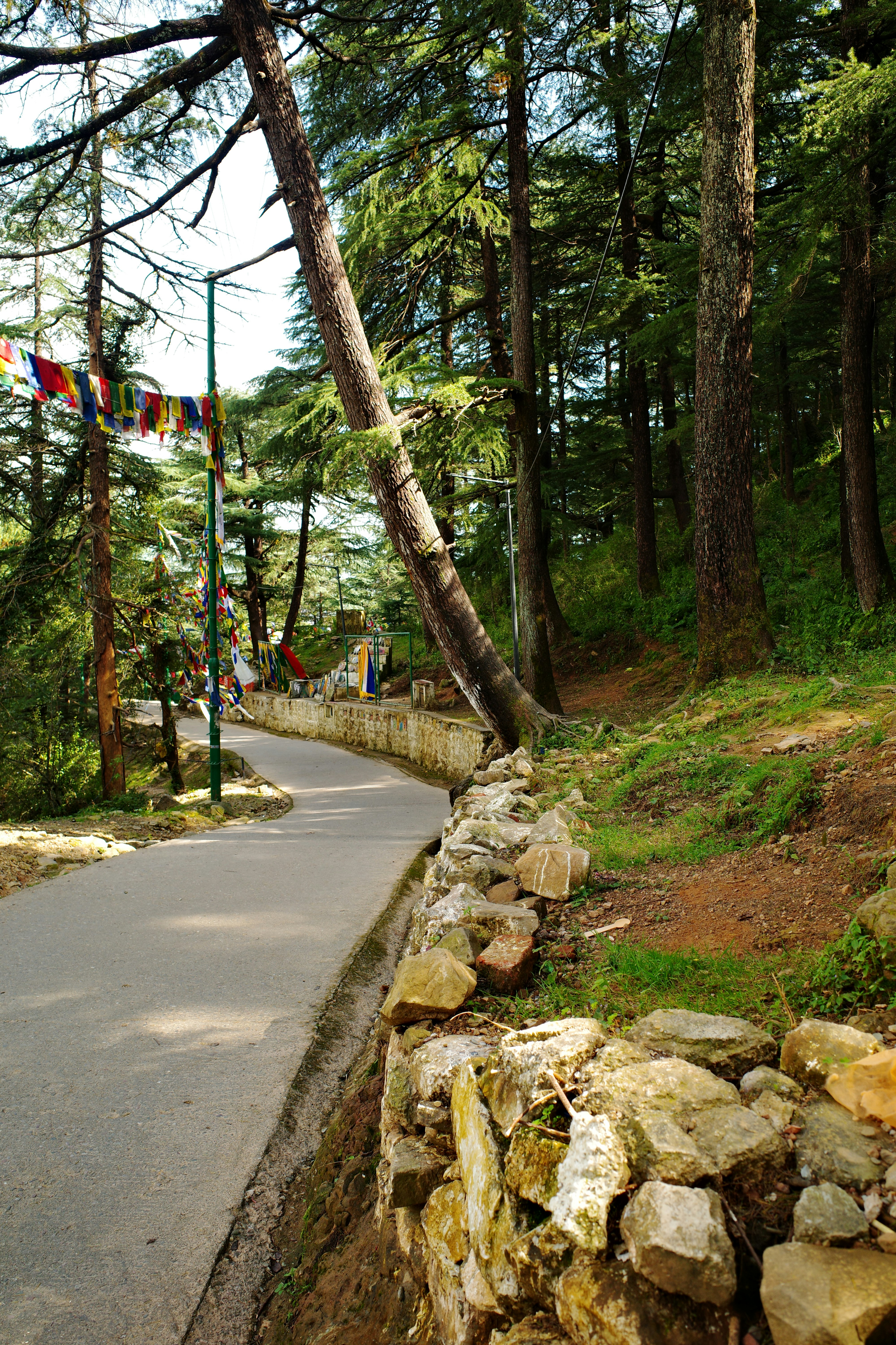Winding Trail Through a Prayer-Flag Dappled Forest
