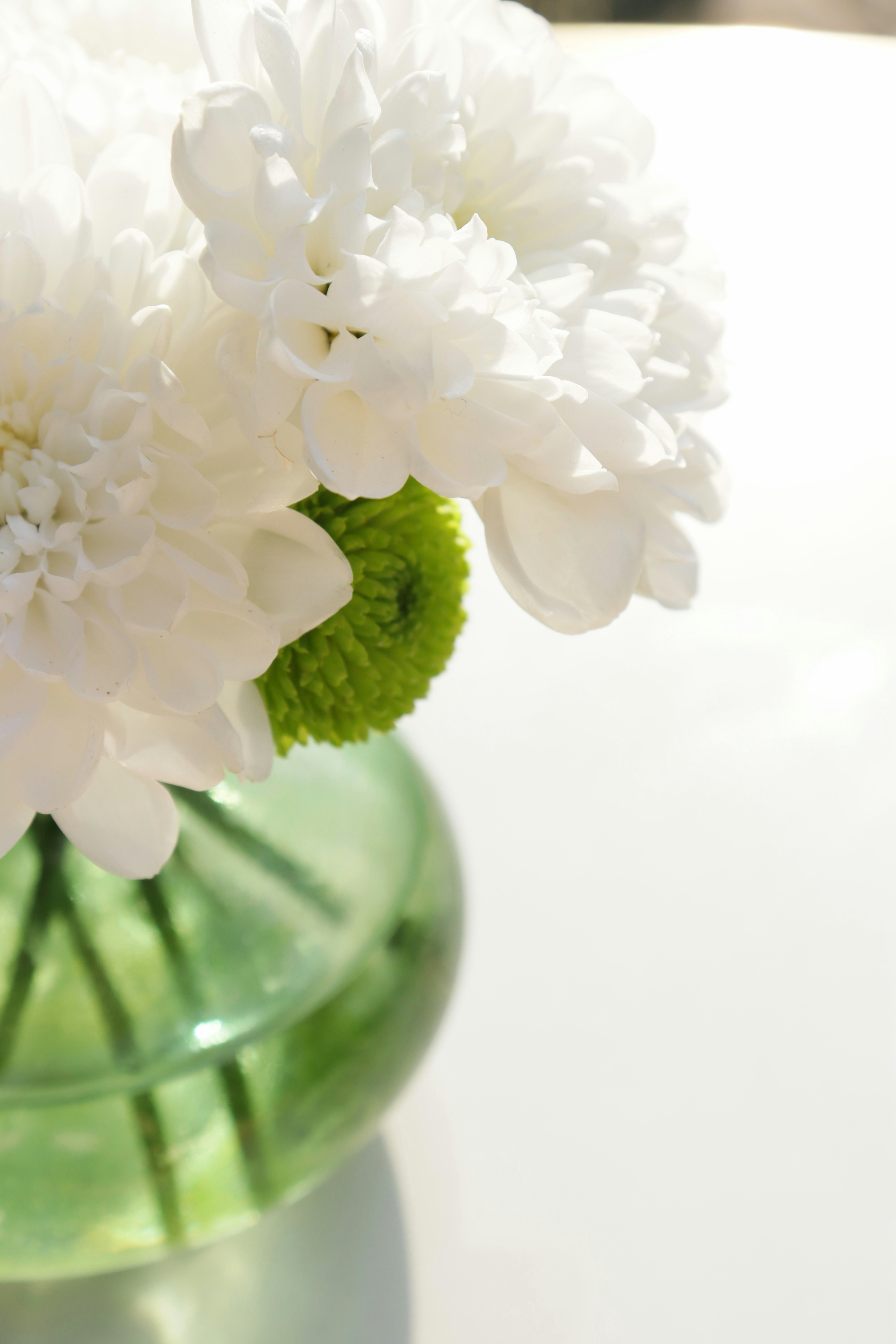 White Chrysanthemums in a Green Glass Vase Bathed in Soft Light