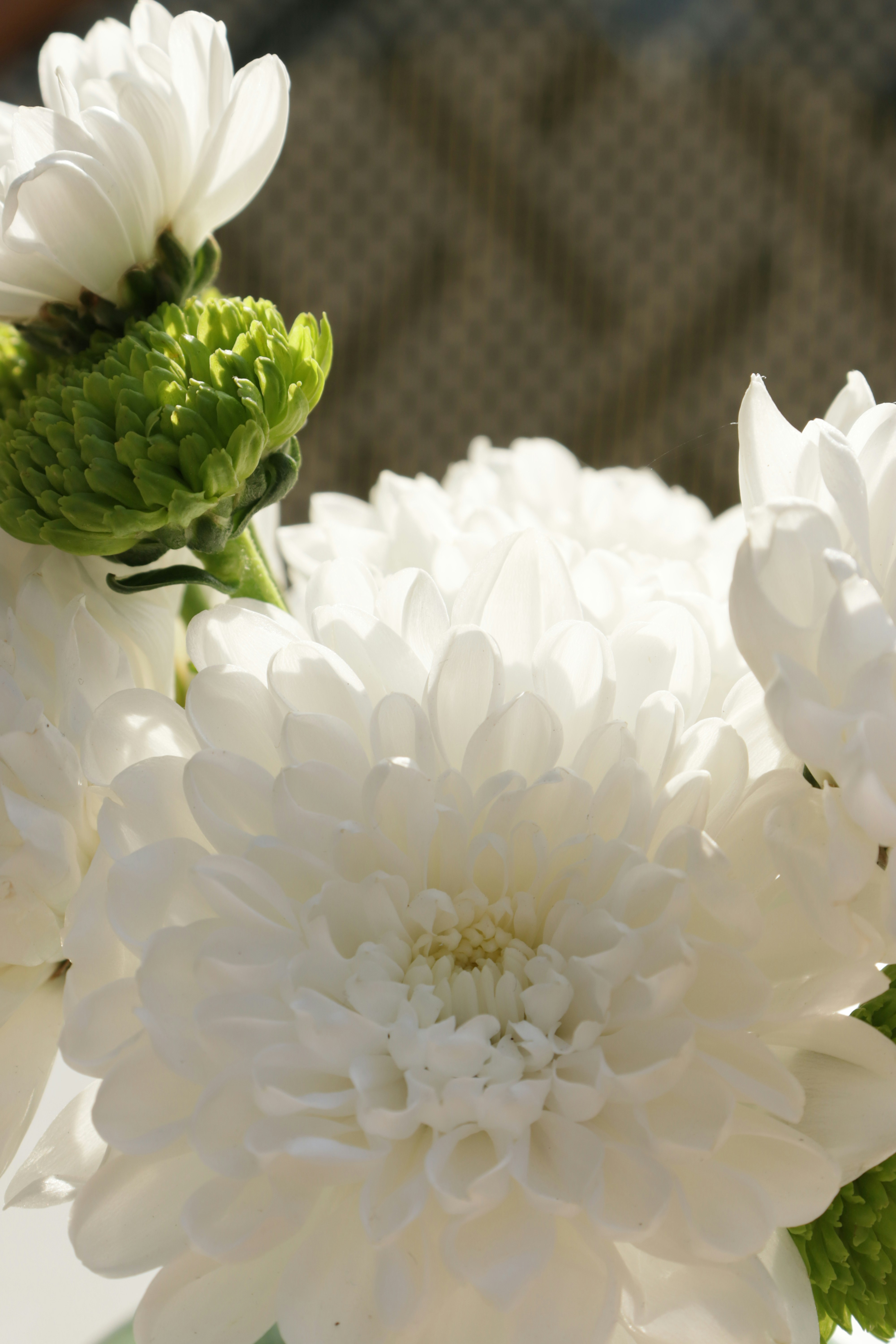 Blooming Apex: Close‑up of White Chrysanthemums with Green Buds