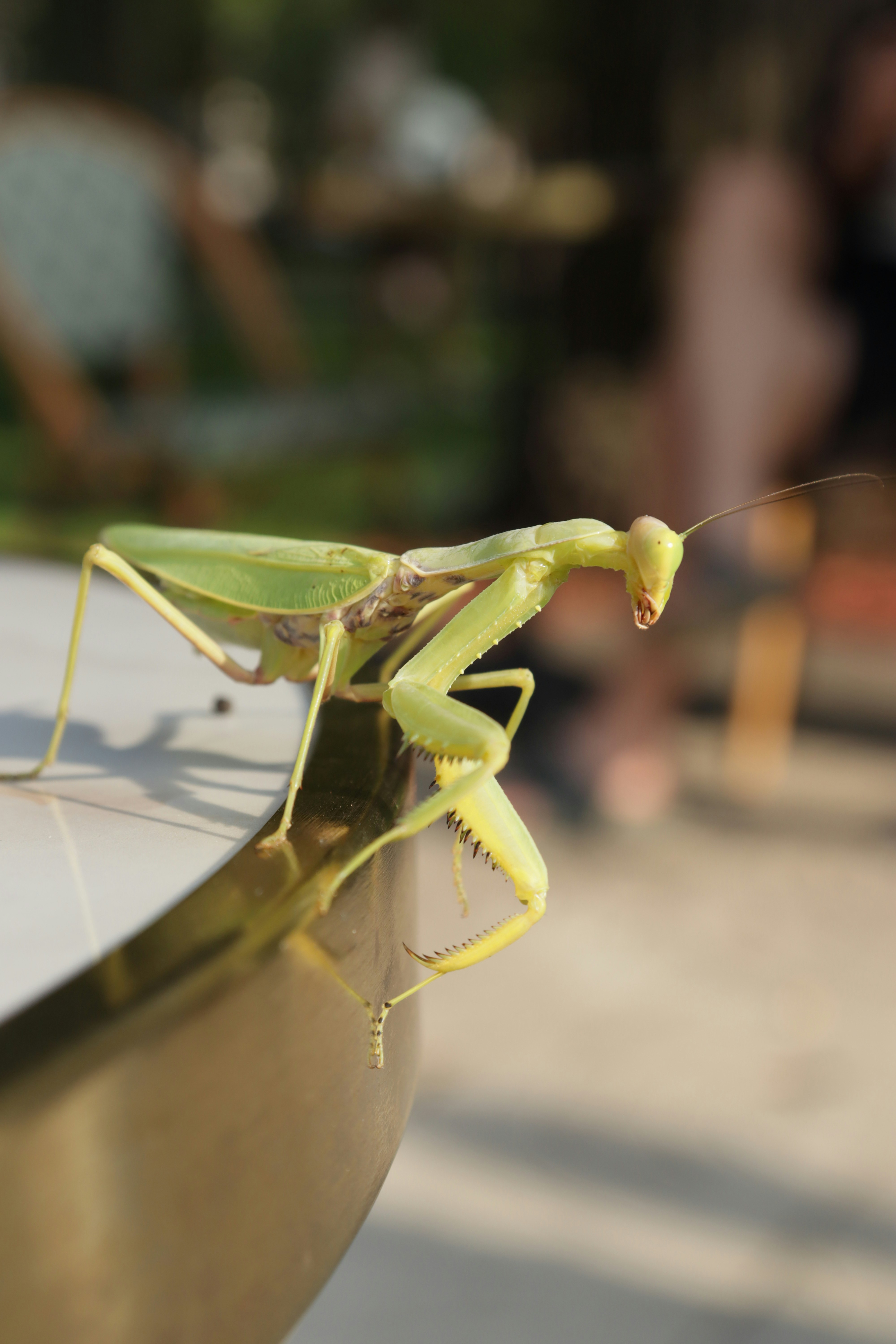 Green Praying Mantis at the Edge of the Table