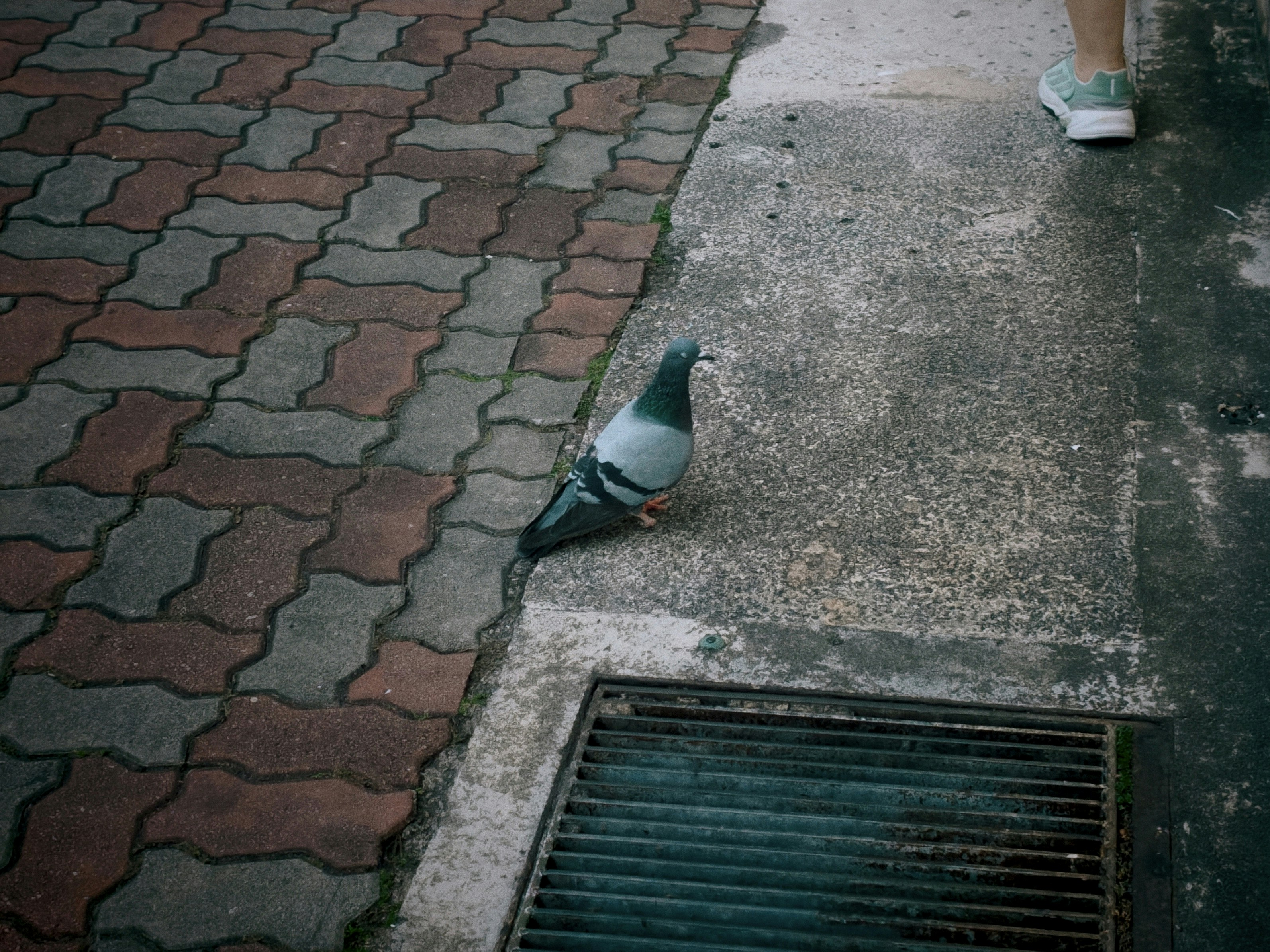 Pigeon Pause: A Street Corner's Quiet Moment