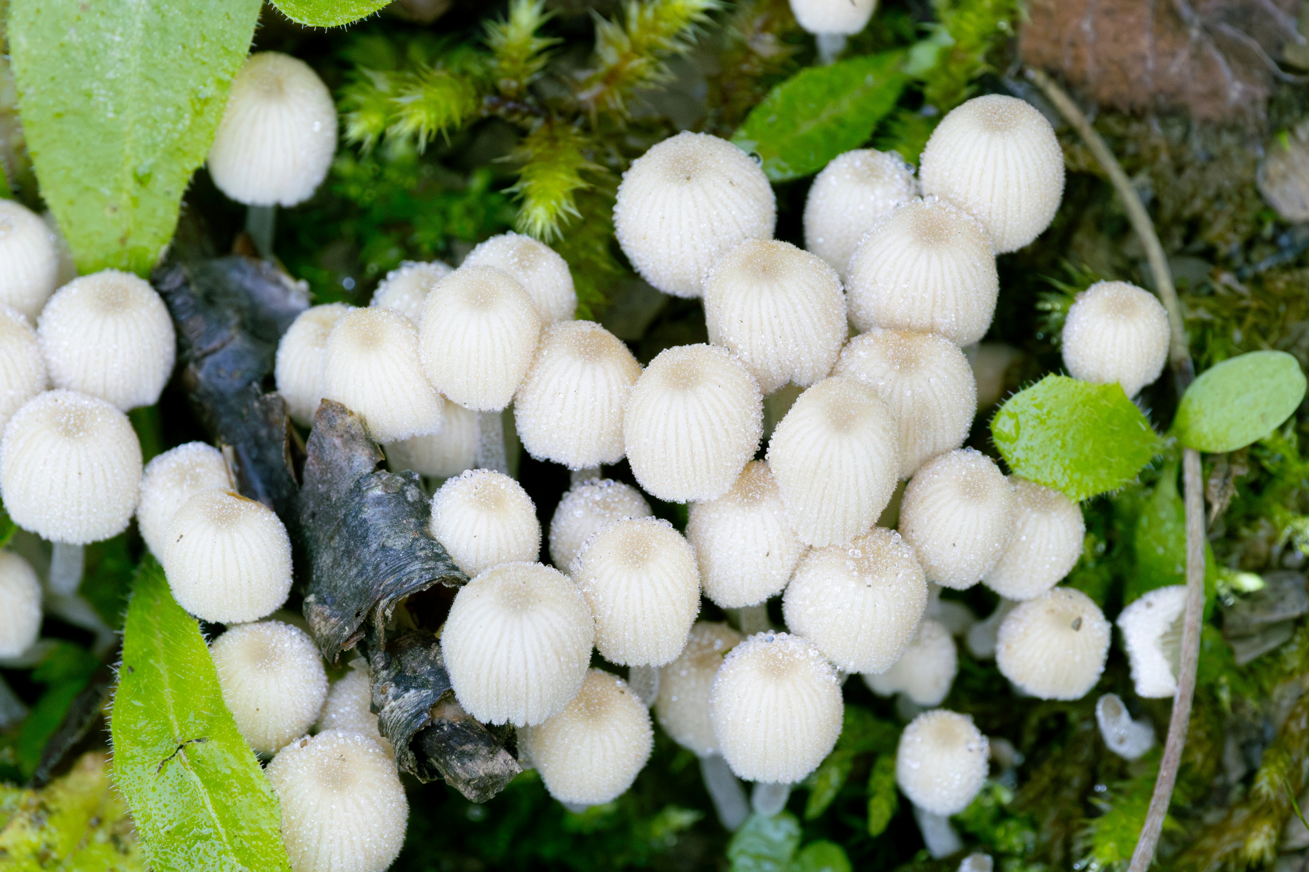 Moonlit Colony: A Cluster of White Mushrooms Among Green Fragments
