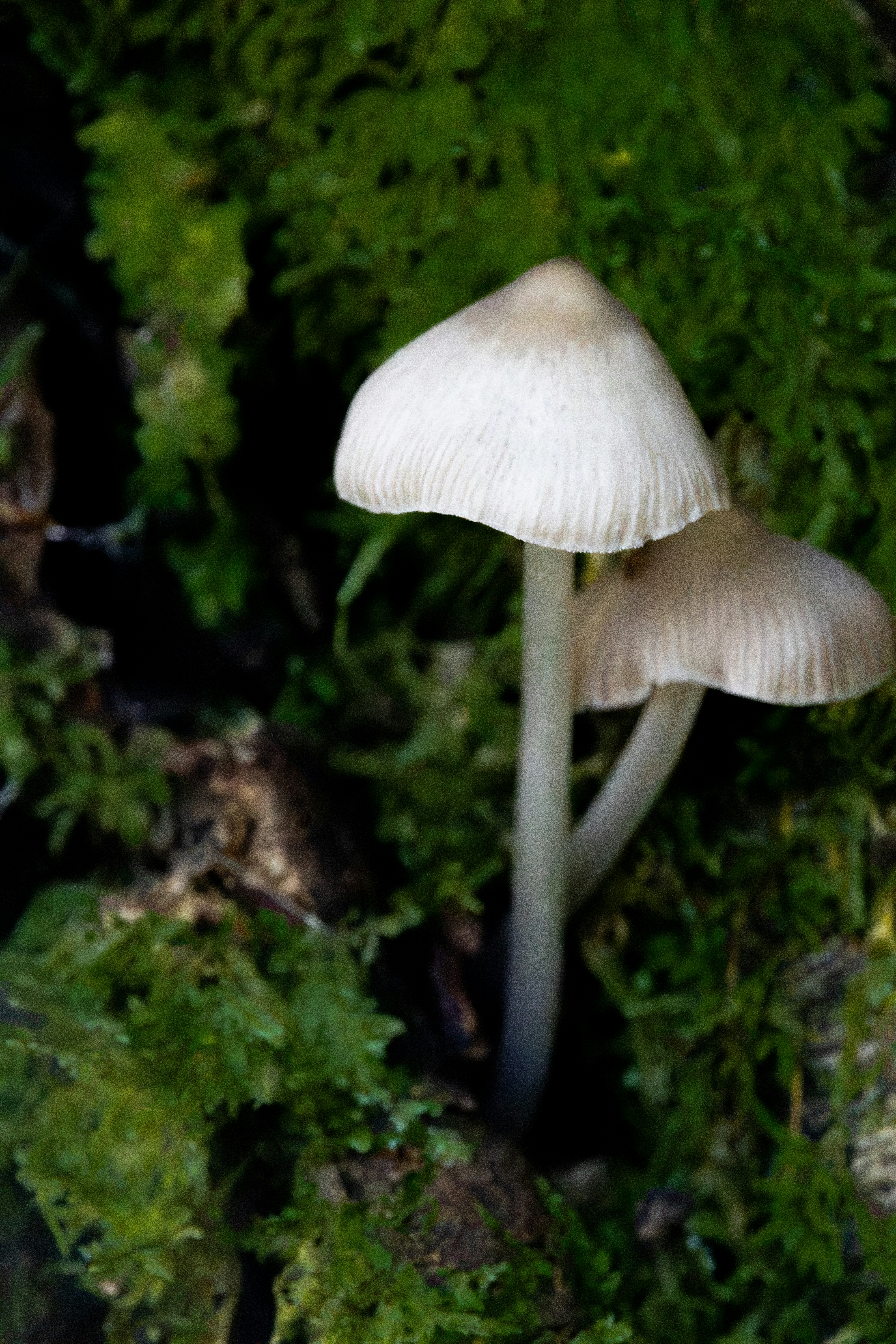 Two delicate white mushrooms emerge from lush moss, their slender stems lifting pale caps toward diffused light in a damp woodland setting.