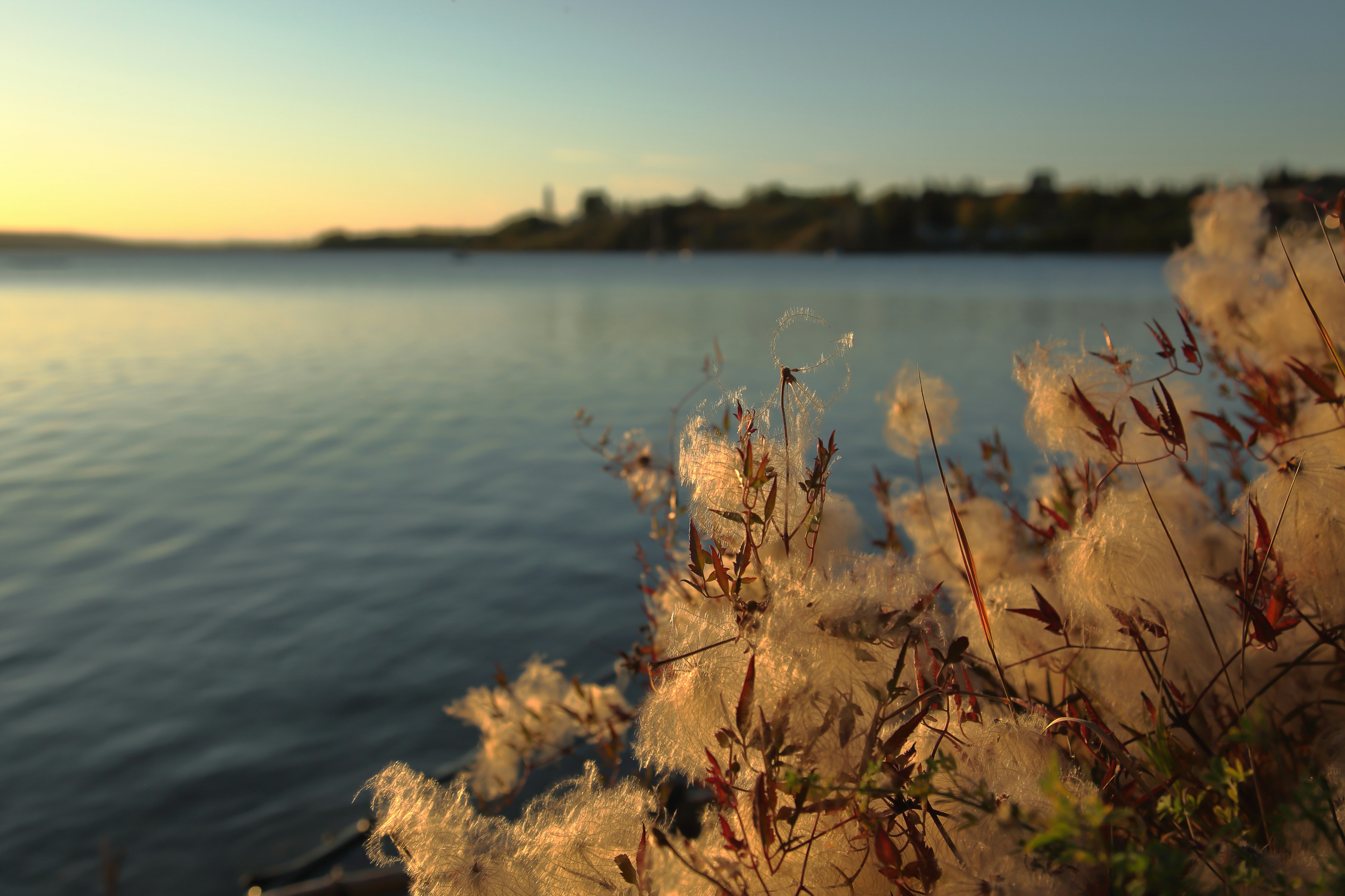 Sunlit reeds by a tranquil lakeside at golden hour
