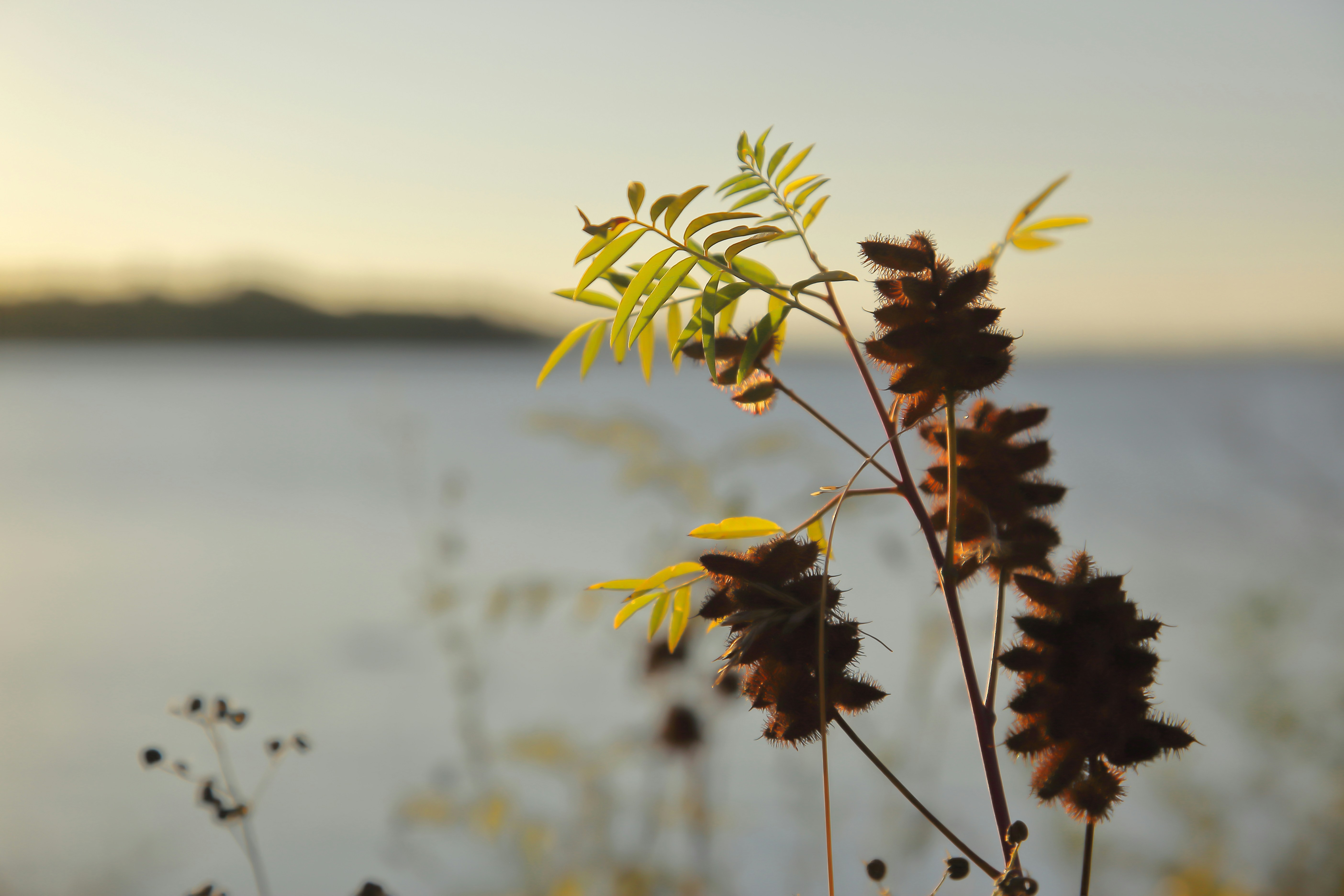 Sunlit seedheads in a tranquil lakeside haze