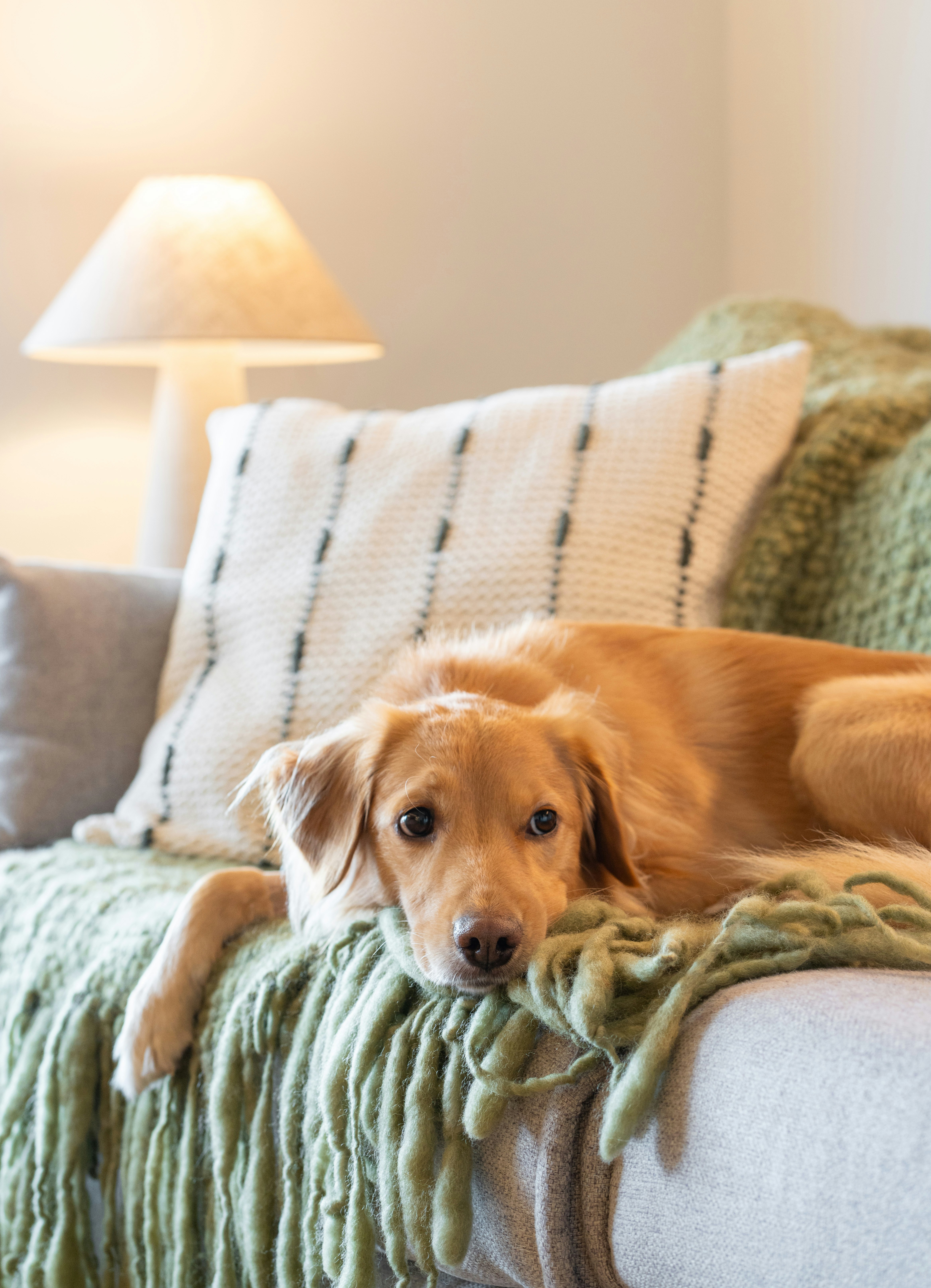 Cozy Lap-Guardian: Golden Retriever on a Cushioned Afternoon