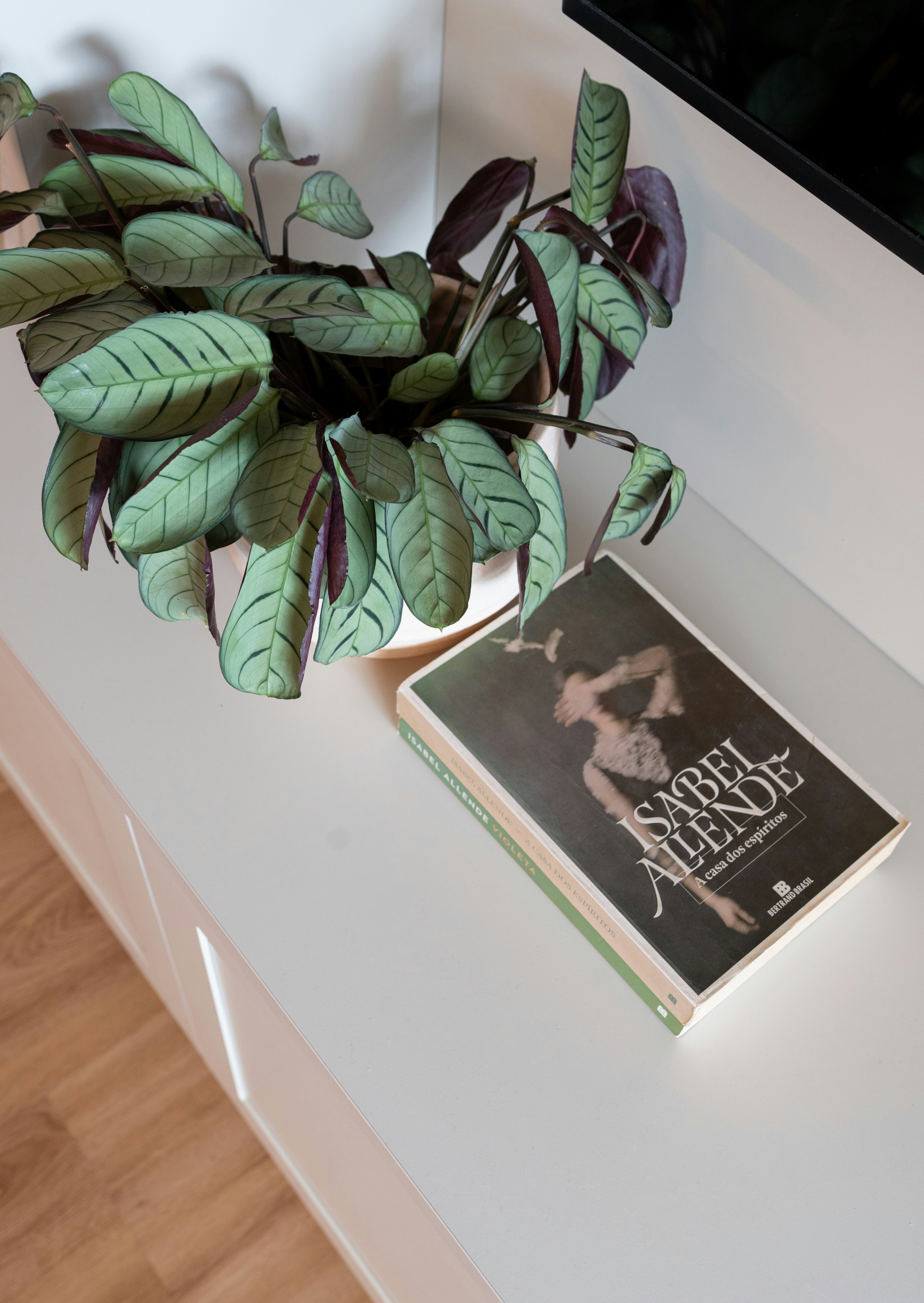 Greenery and a quiet shelf: a plant and a book in soft office light